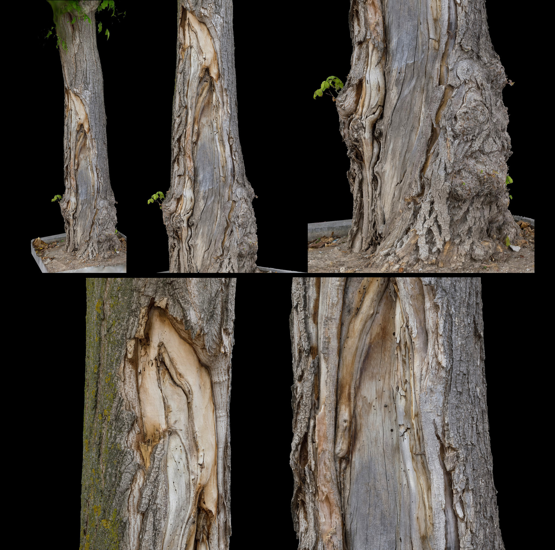 Alberto Moreno - Photogrammetry Trees I