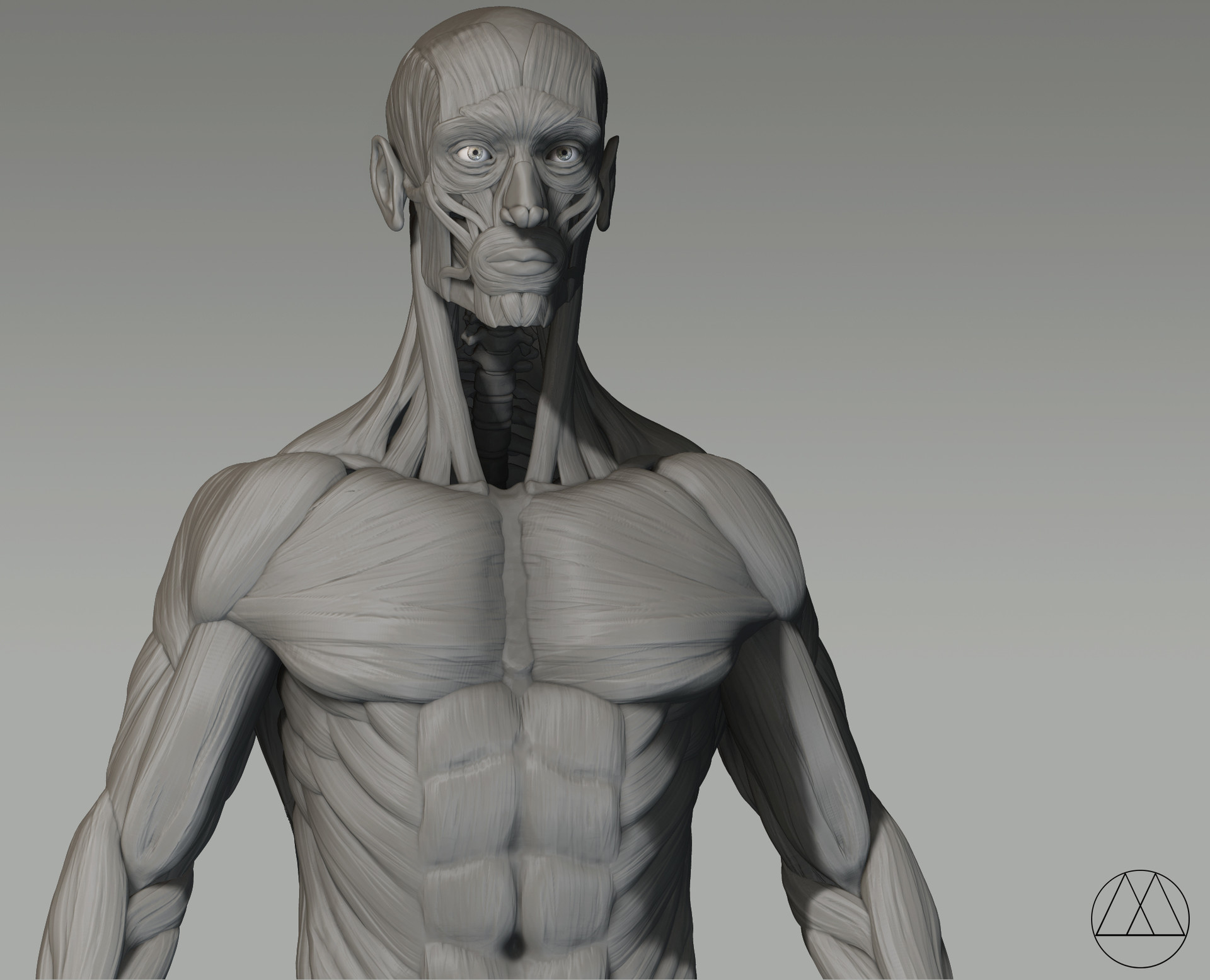 ArtStation - Ecorche