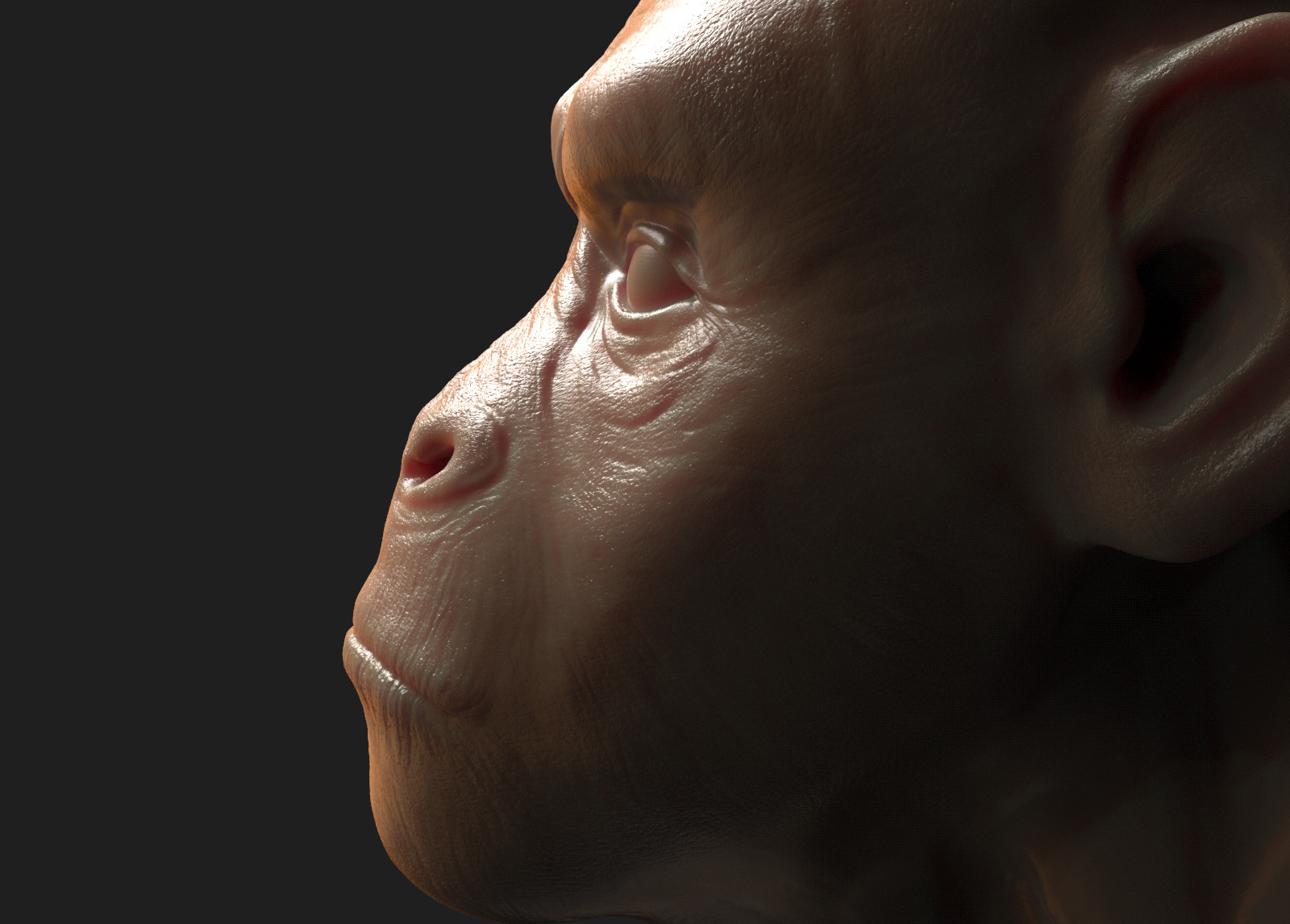 ArtStation - Ape Study