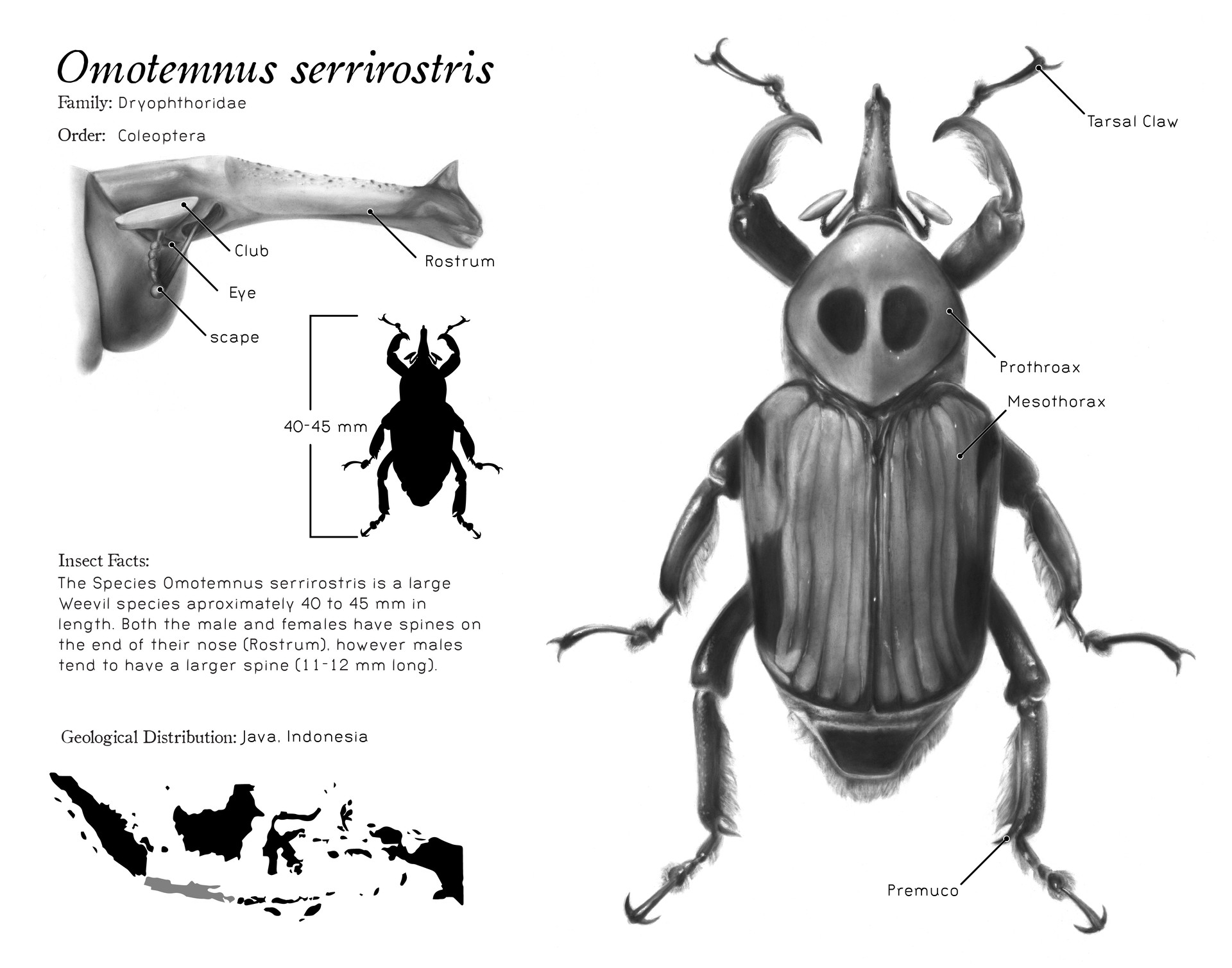 ArtStation - Weevil Omotemnus serrirostris