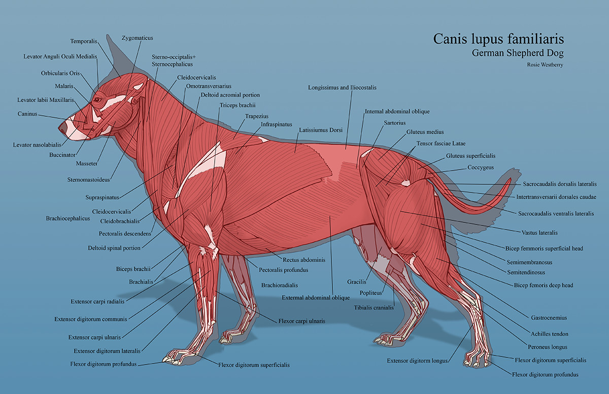 Muscular German Shepherd