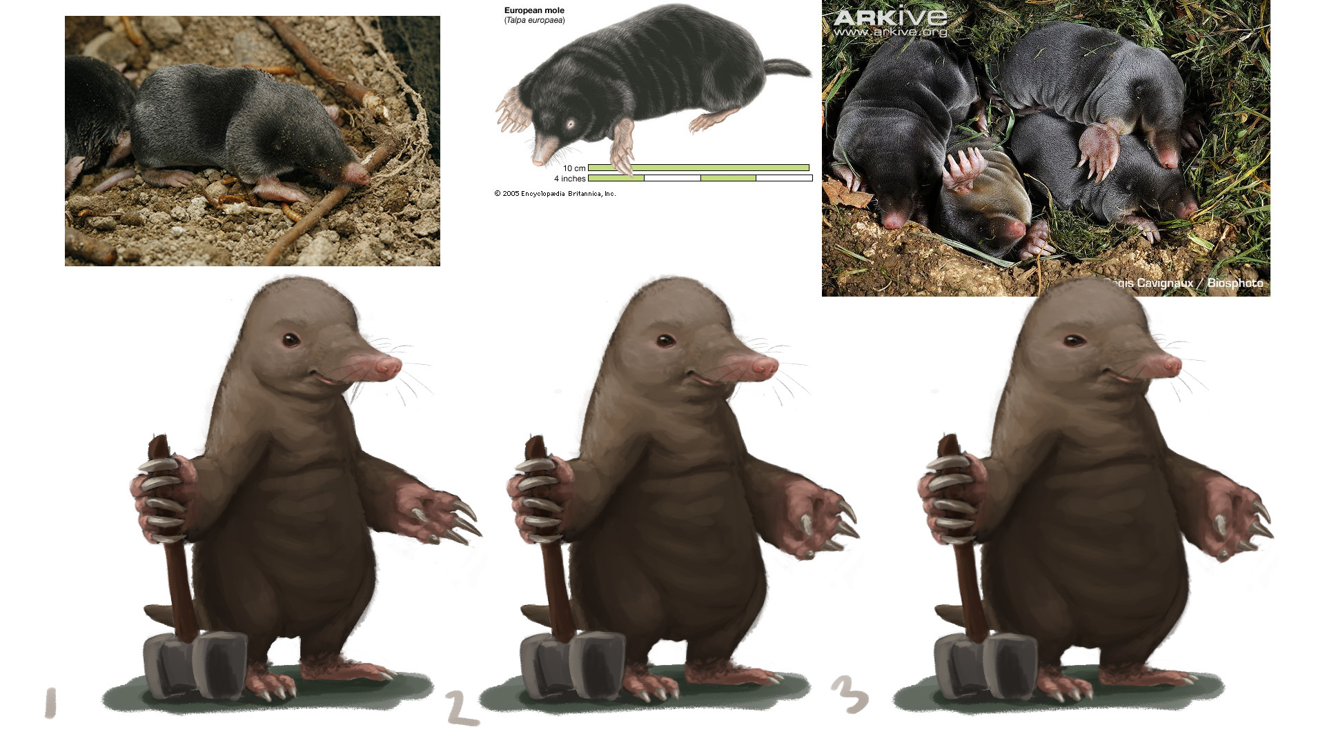 Erin Marantette - Redwall: Moles