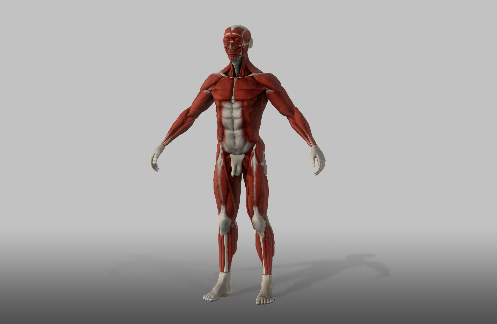 ArtStation - Ecorche