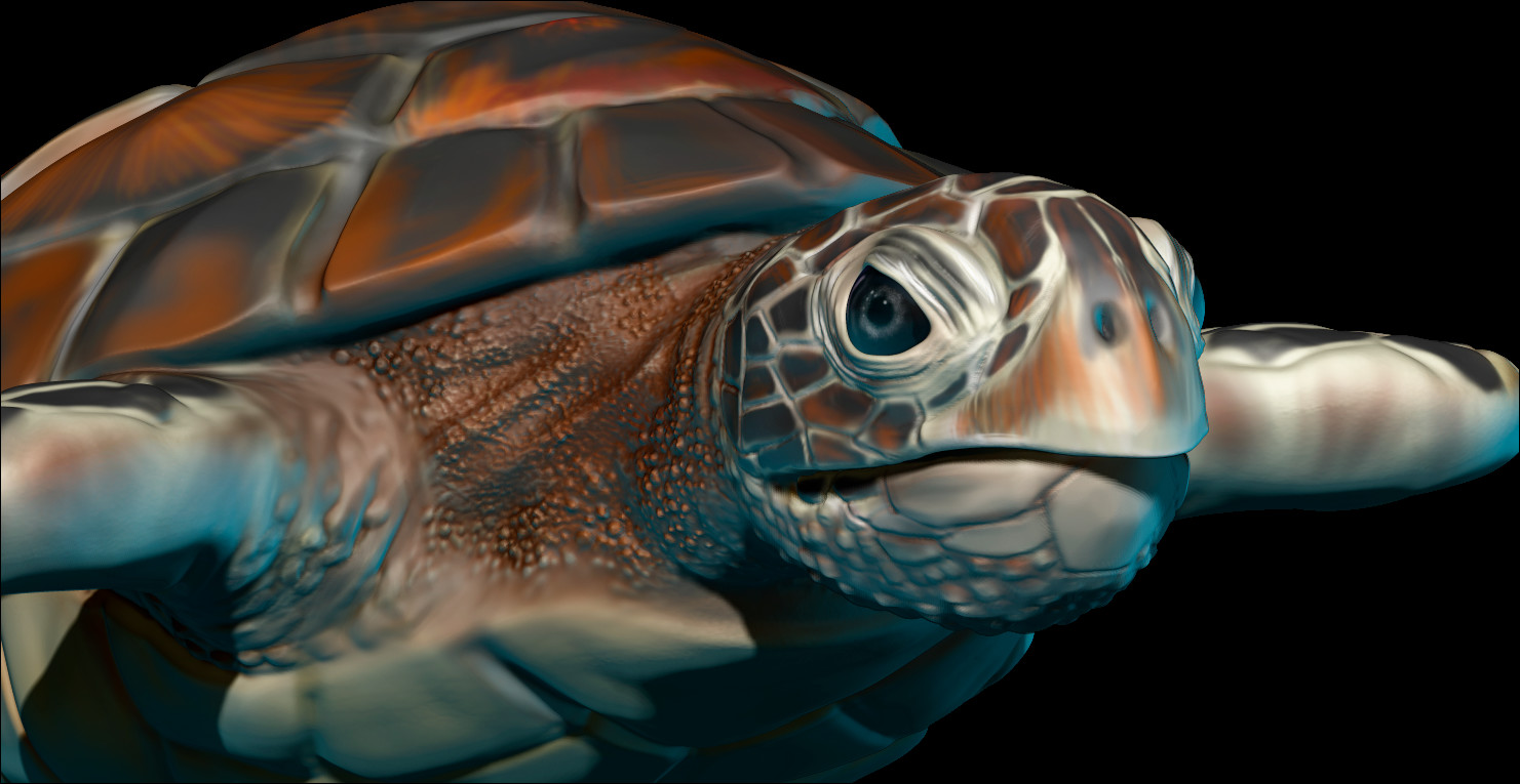 ArtStation - Sea turtle ,animals Collection