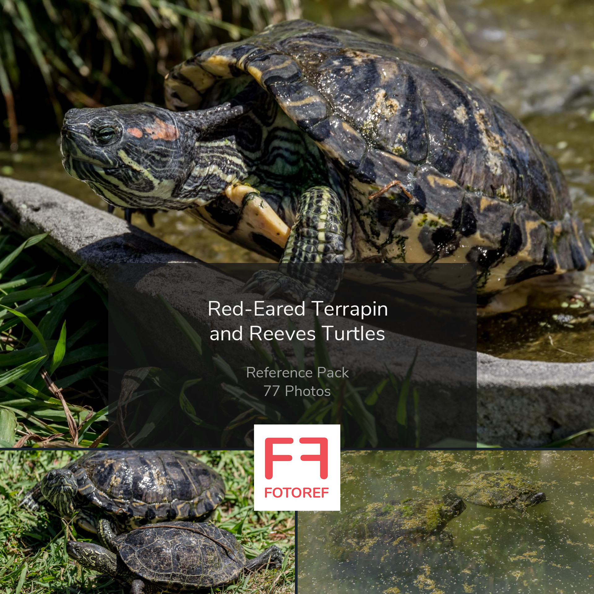 FOTOREF.COM Photo Packs - 77 photos of Red-Eared Terrapin and Reeves ...