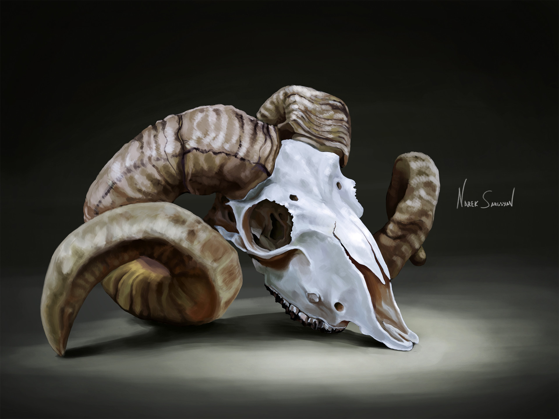 goat skull drawing reference