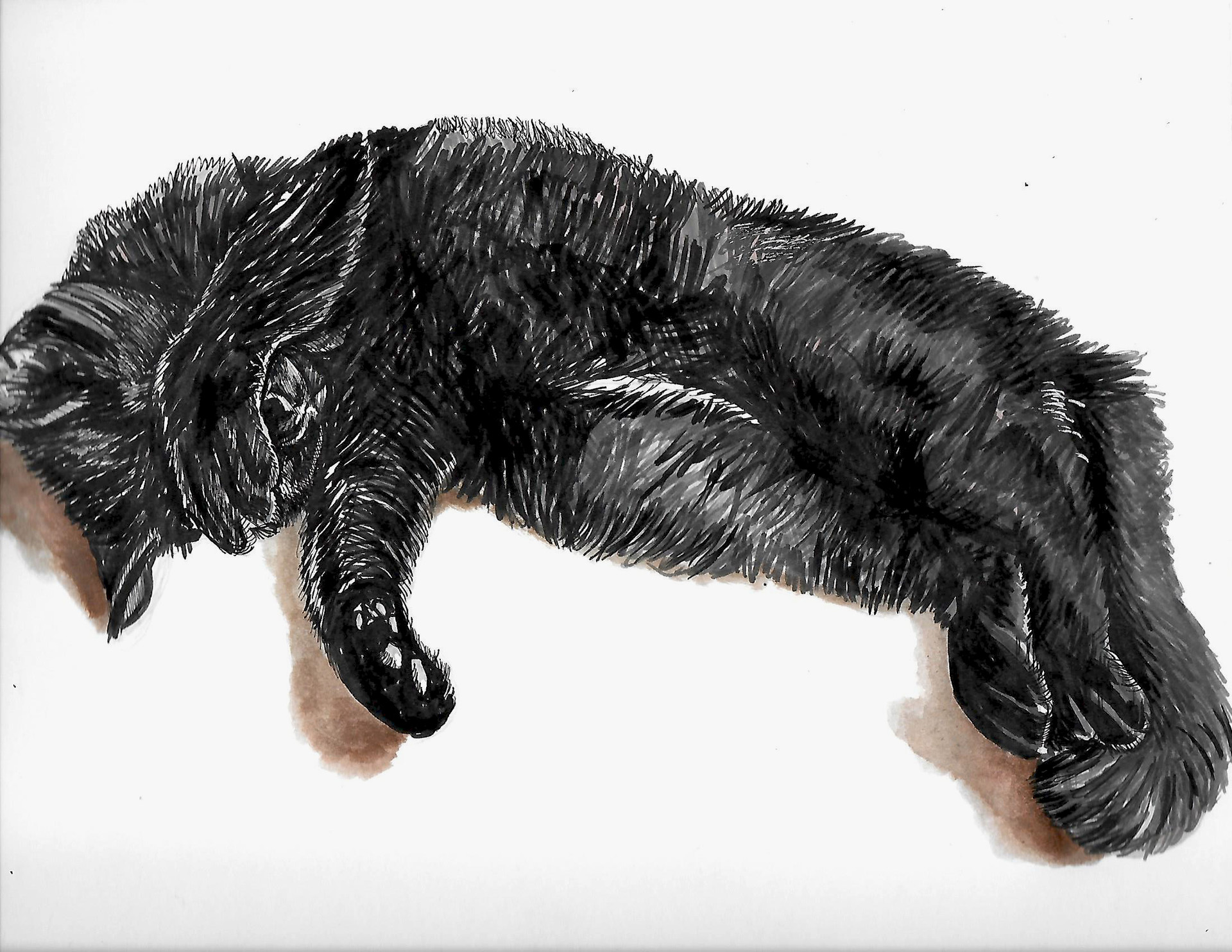 ArtStation - Exhausted Cat