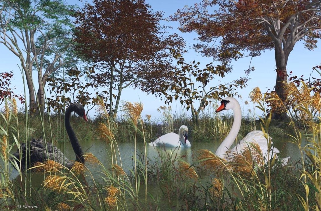 ArtStation - Swan pond