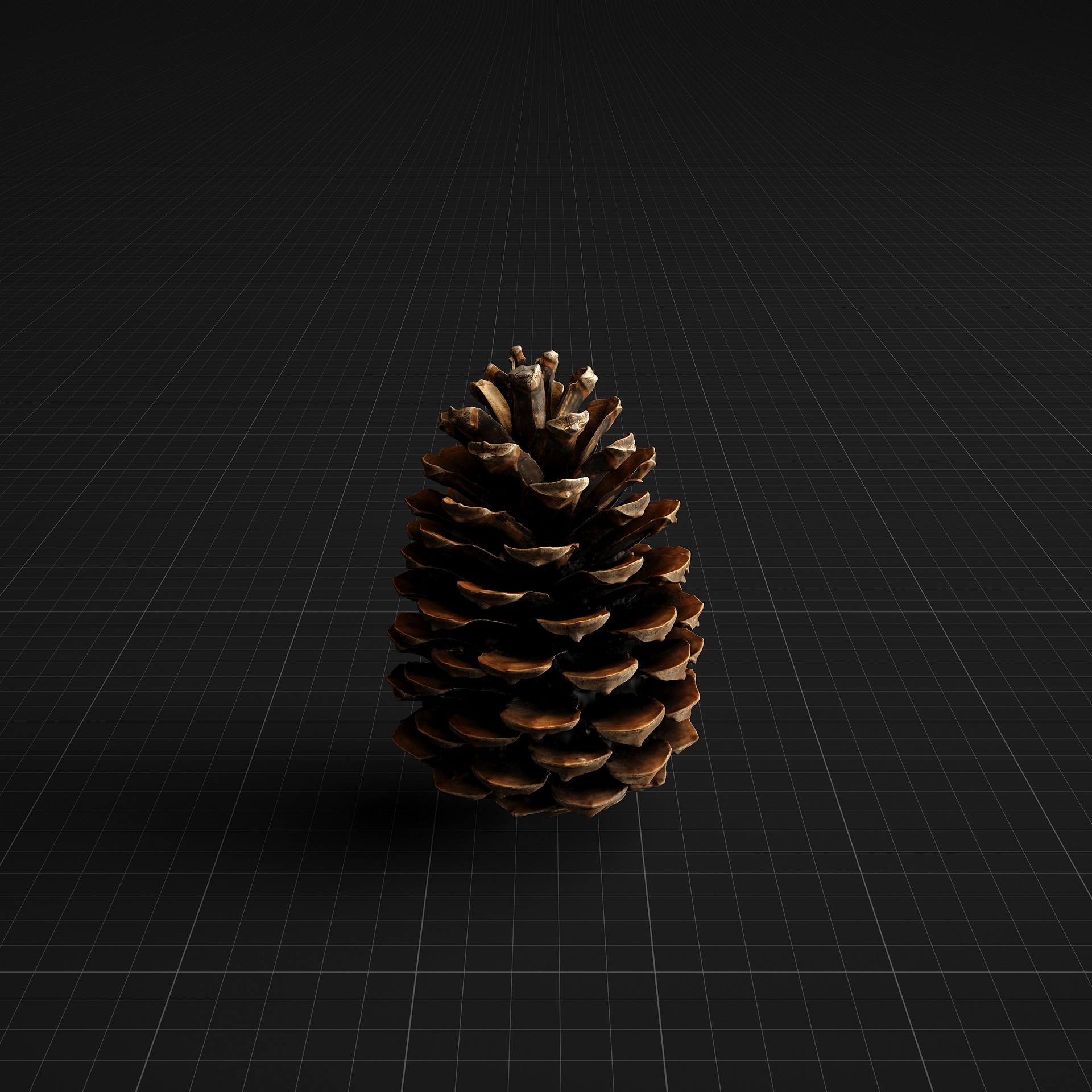 ArtStation - Pine_Cone_01