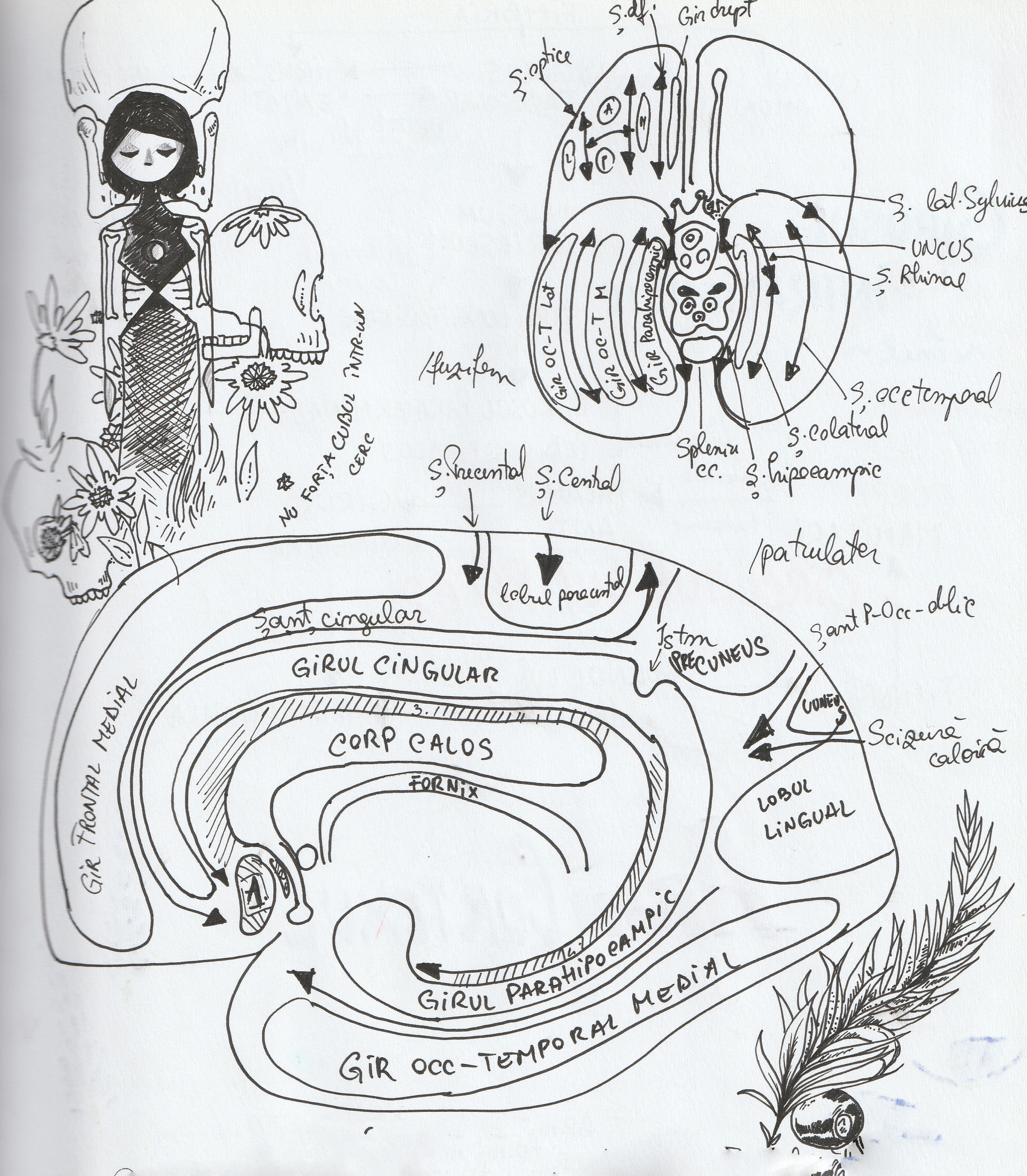 ArtStation - Neuroanatomy sketches