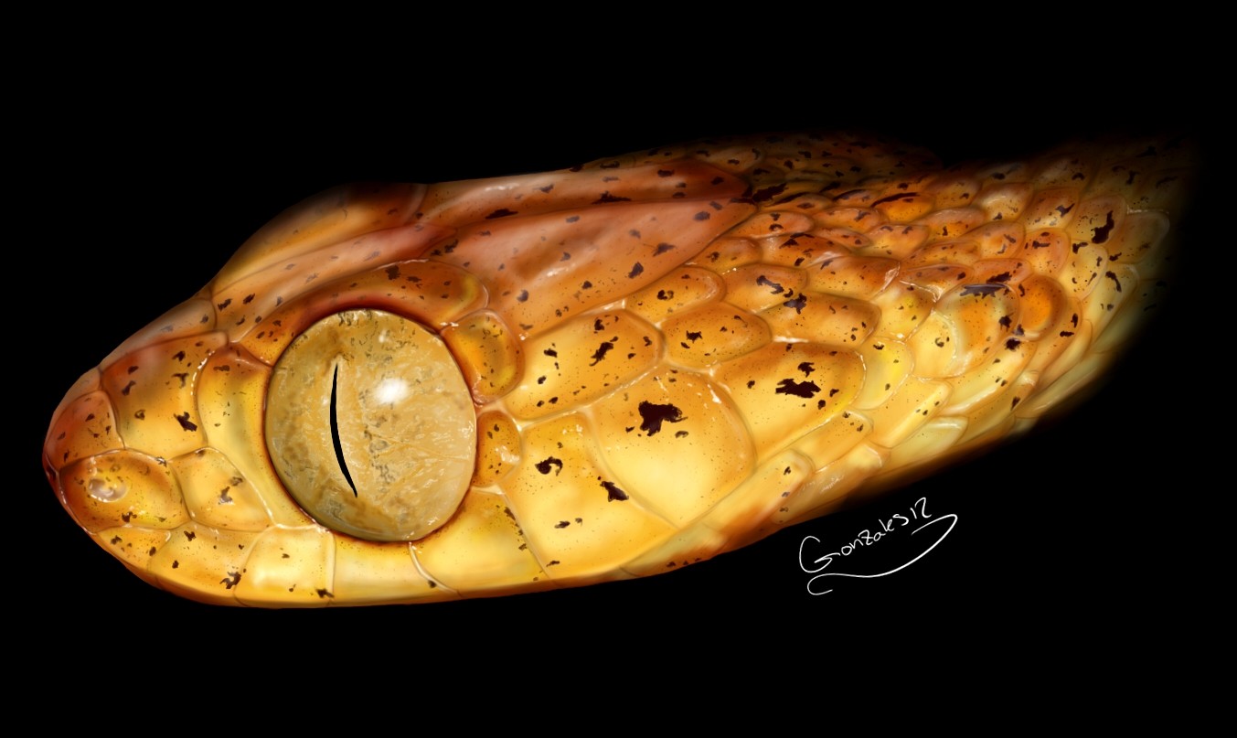 ArtStation - Blunt Headed Snake Study