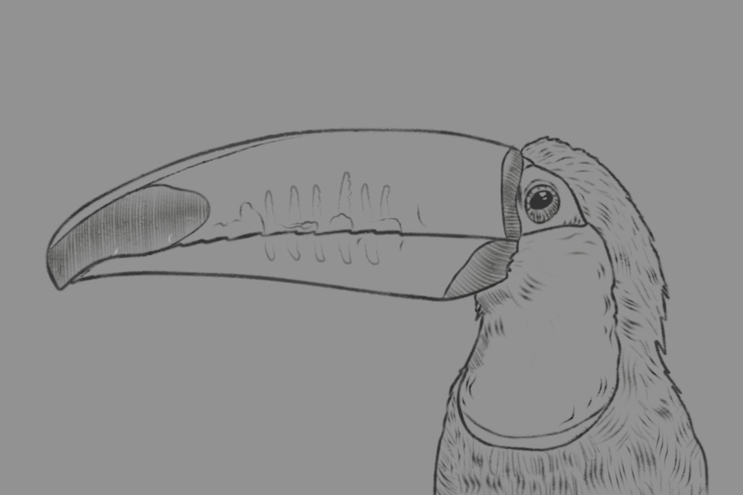 Toco Toucan Line Drawing