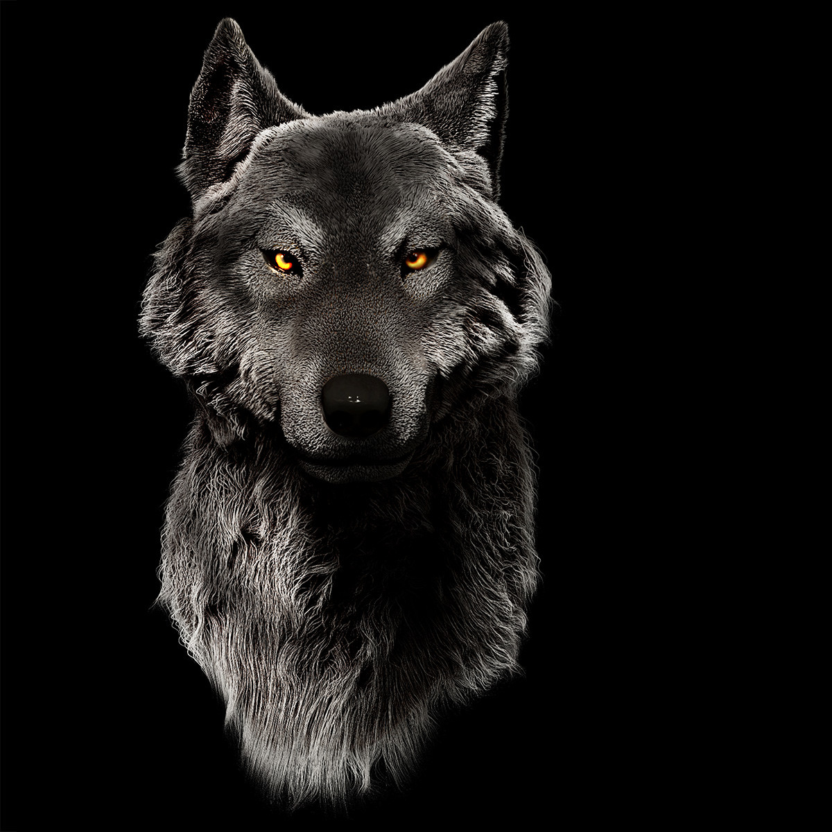 ArtStation - Grey Wolf Study