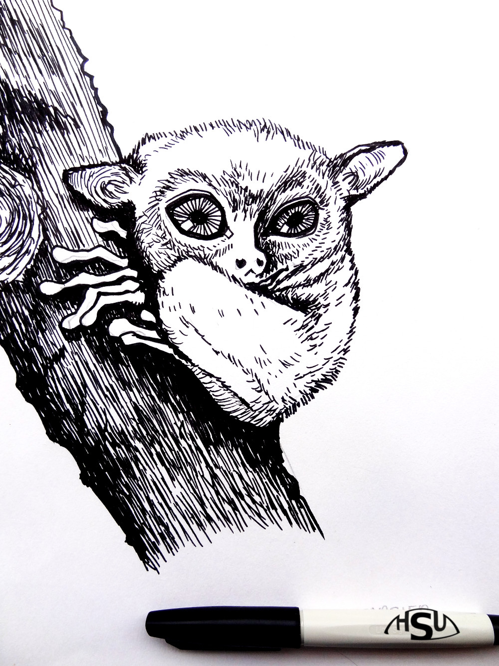 Tarsier Drawing