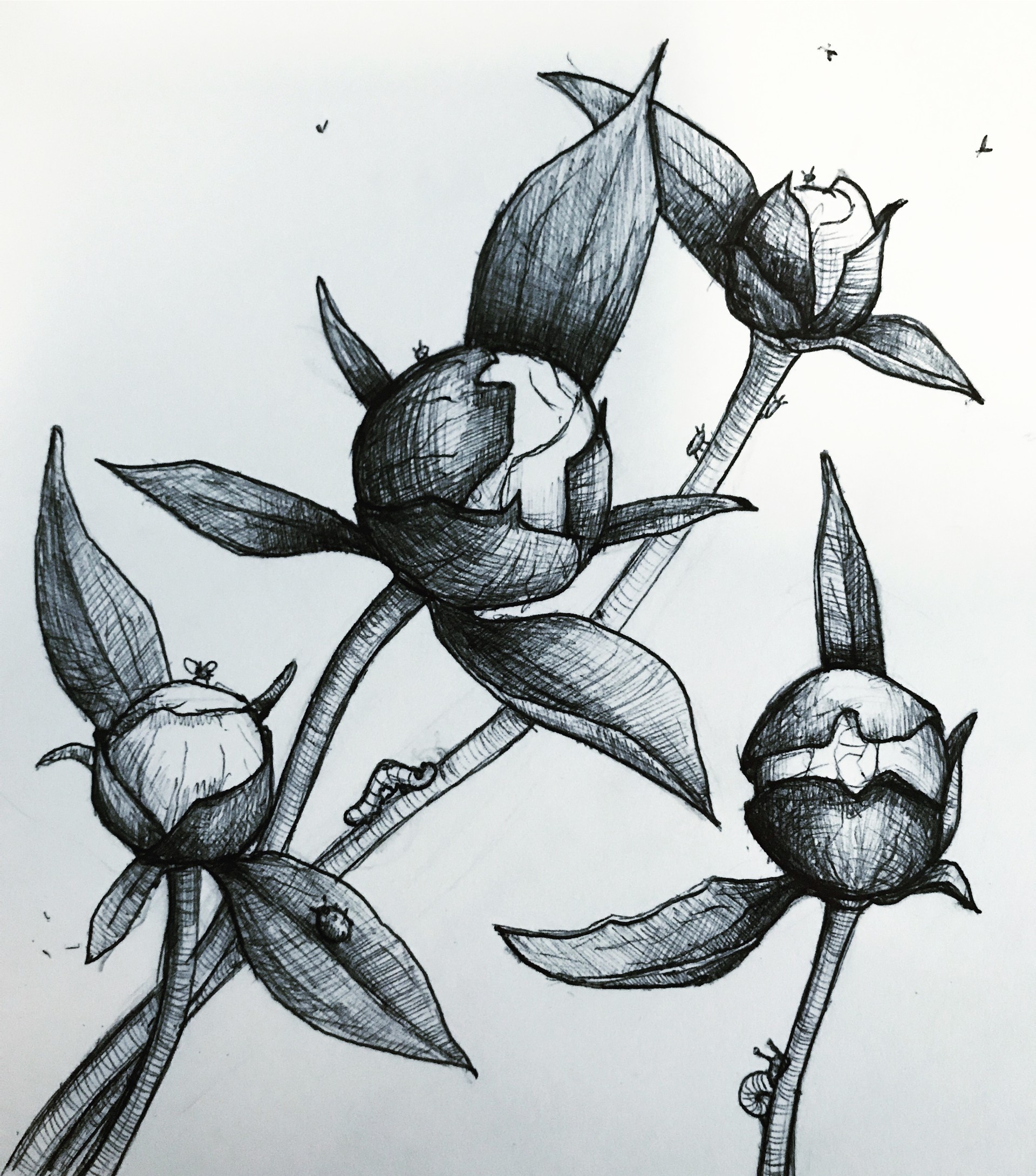 Aphids On Plants Drawing