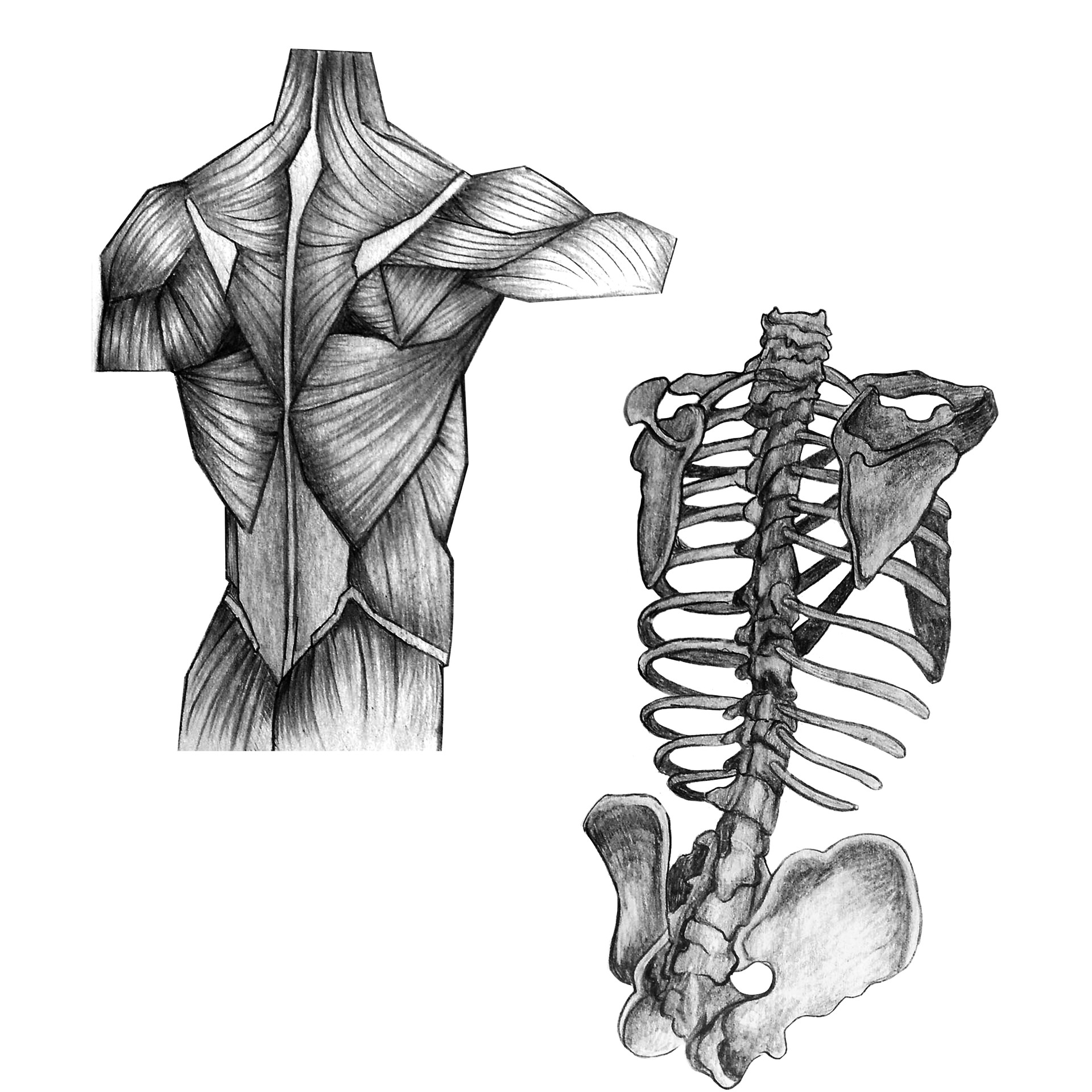 ArtStation - Angular Anatomy
