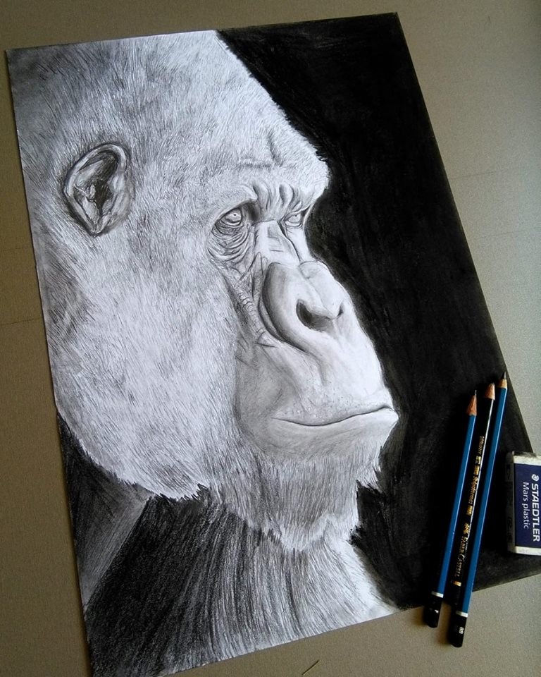 ArtStation - Gorilla Drawing