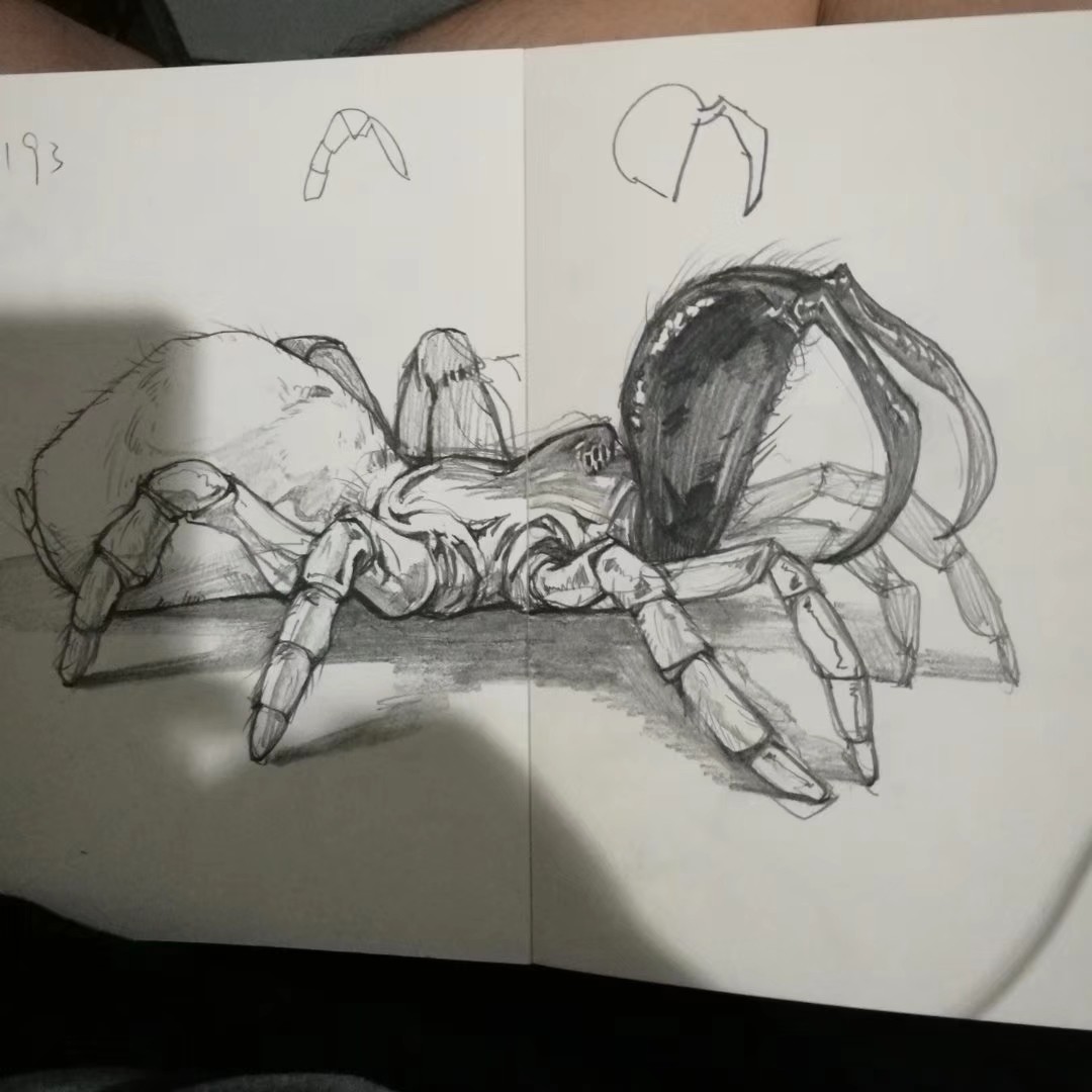 ArtStation - Sketch-spider