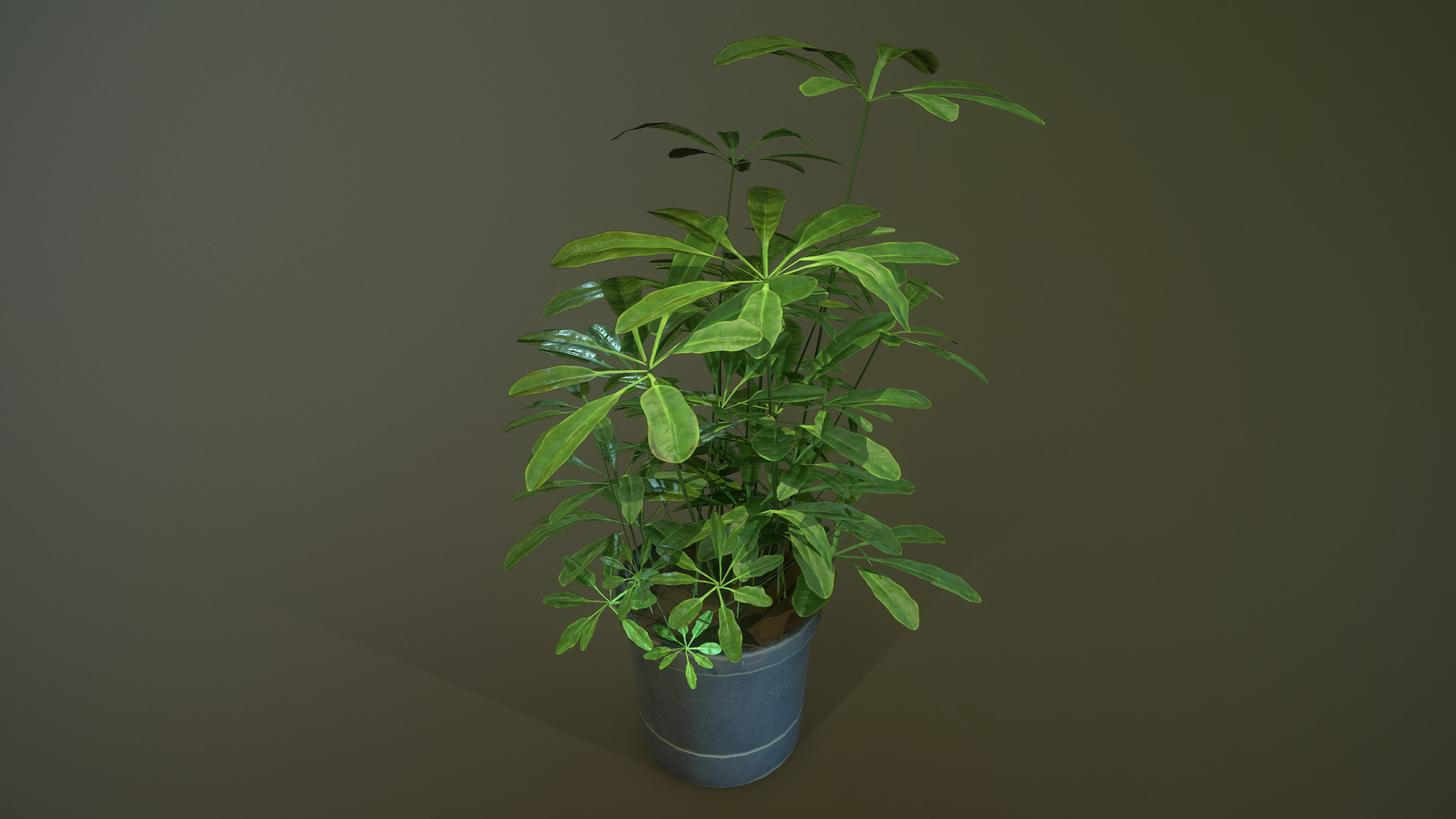 ArtStation - Plant Schefflera arboricola