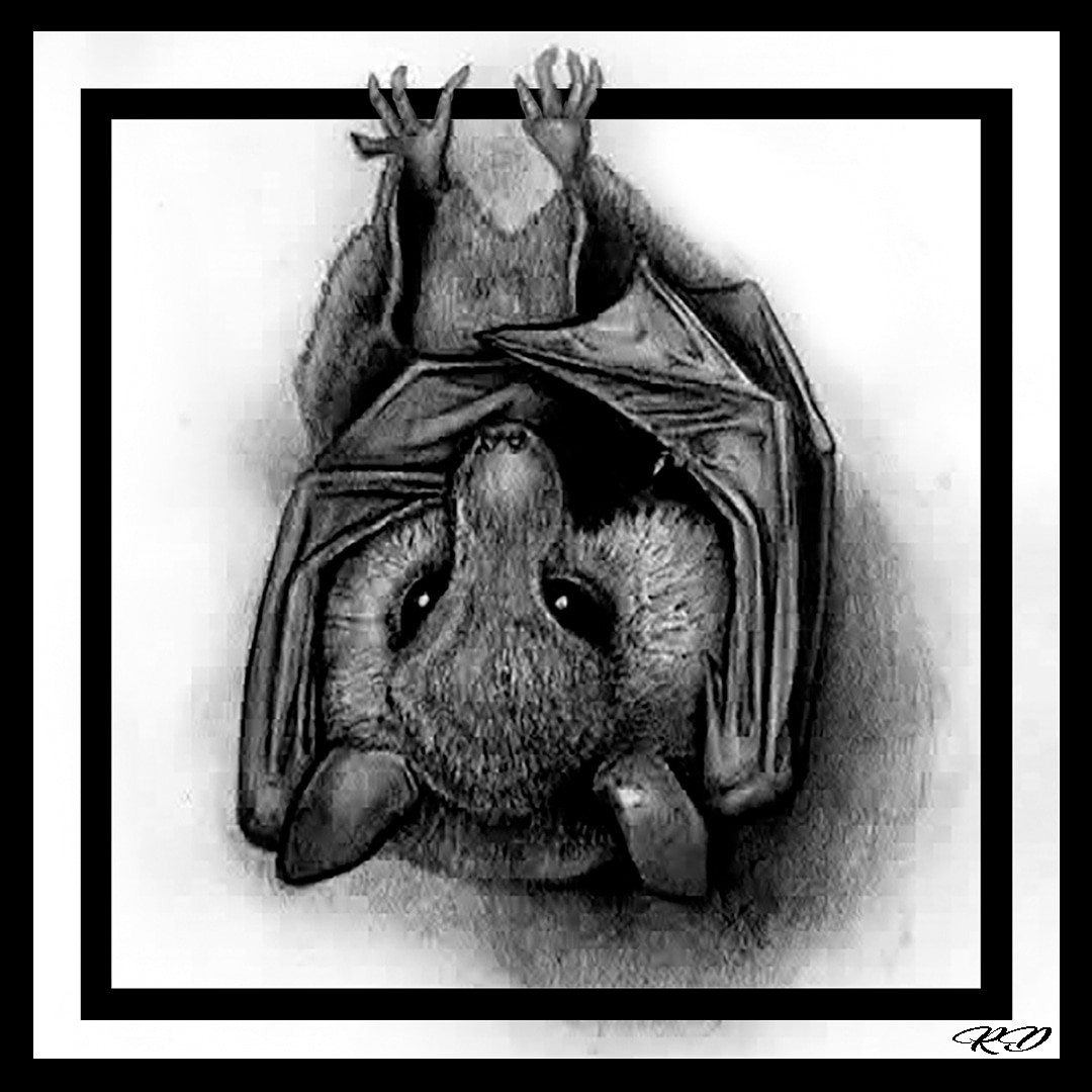 how to draw bat baby