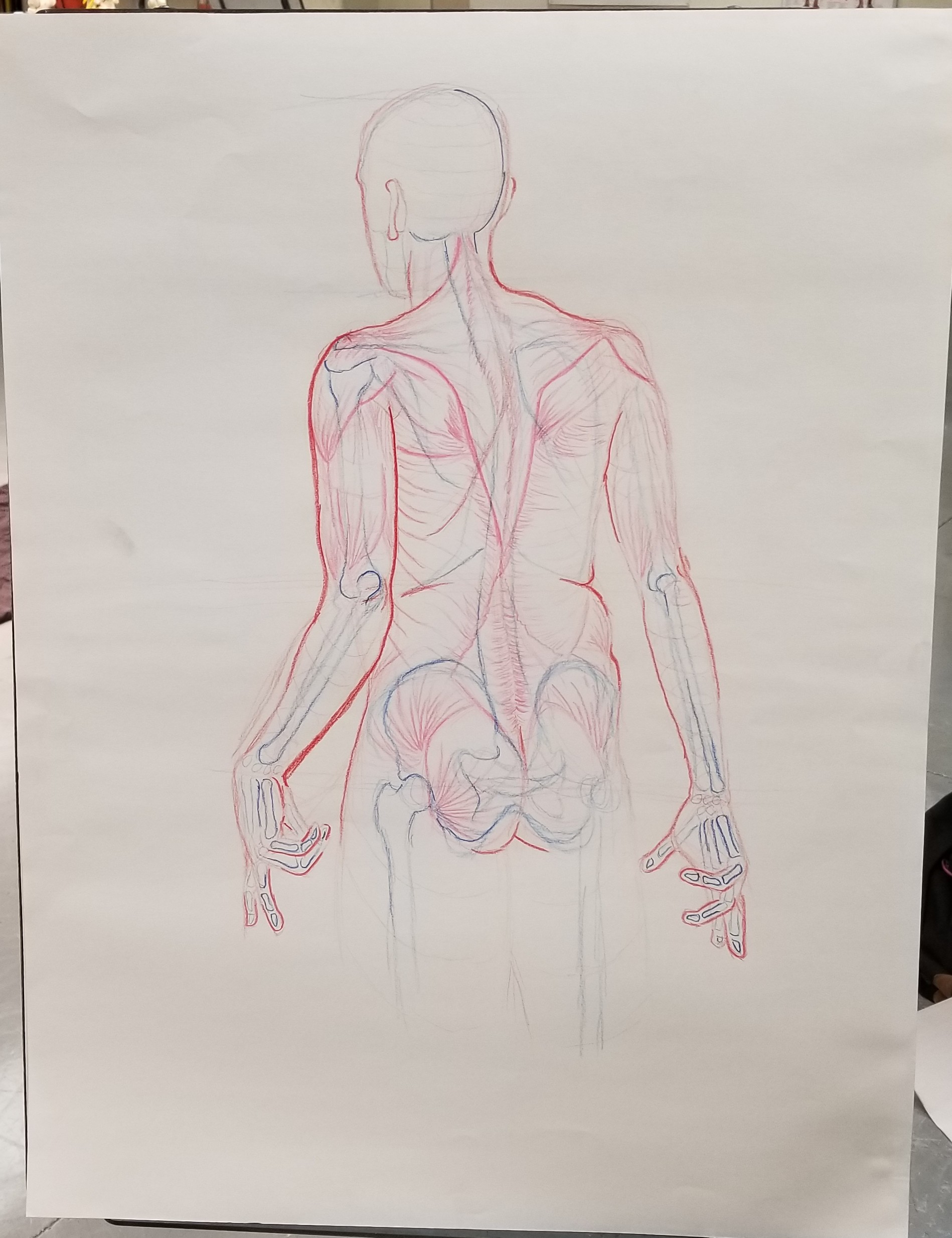 ArtStation - Muscles of the back