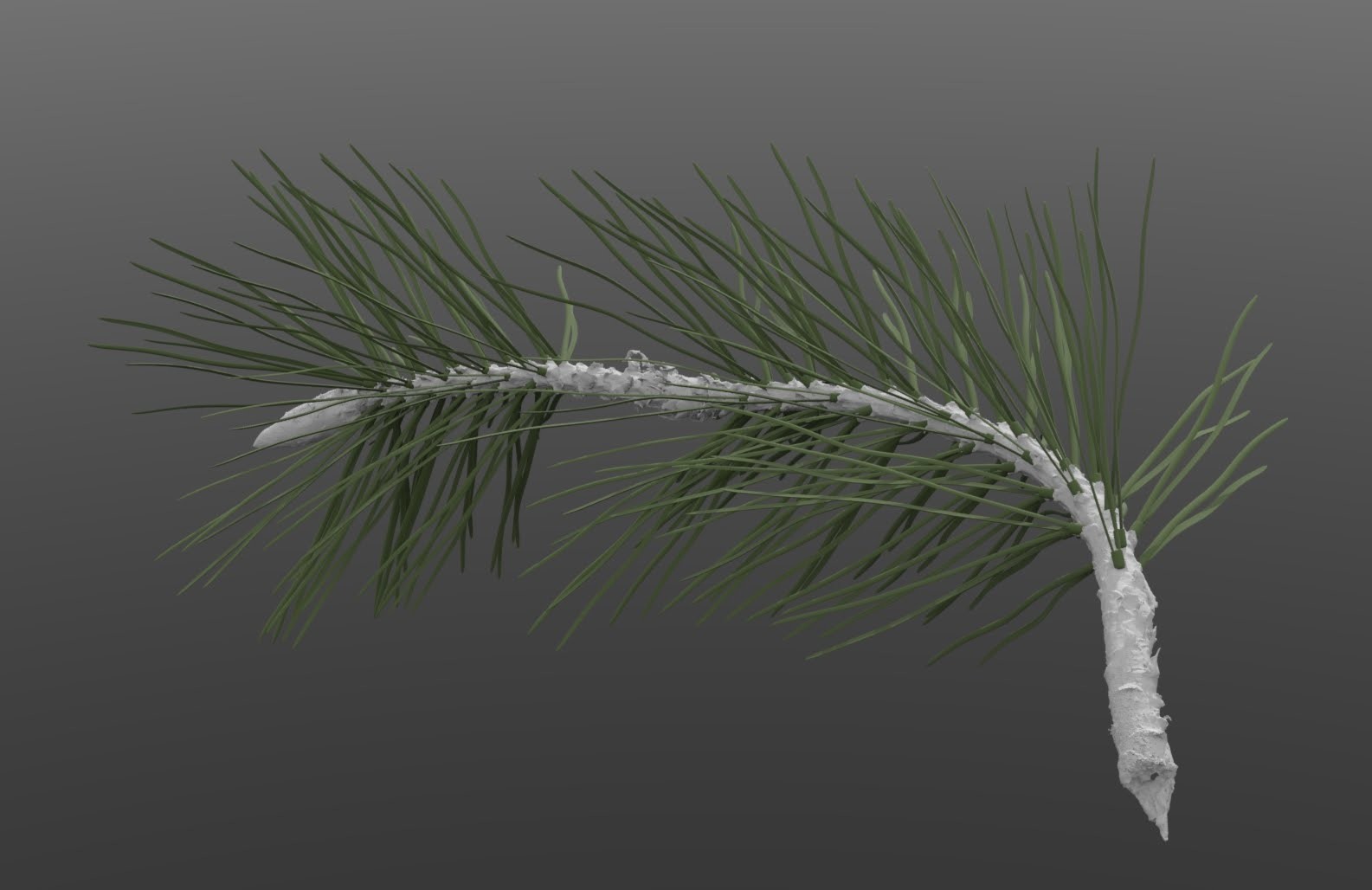 Lars Korb - Pine Twig