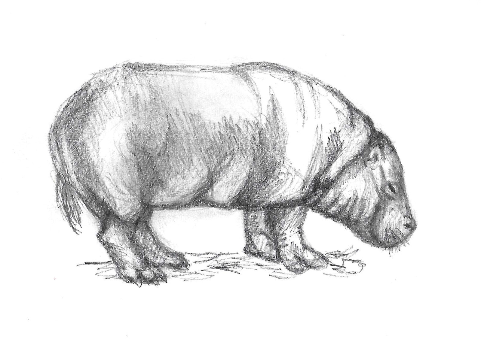 Graham Voss - Pygmy Hippo