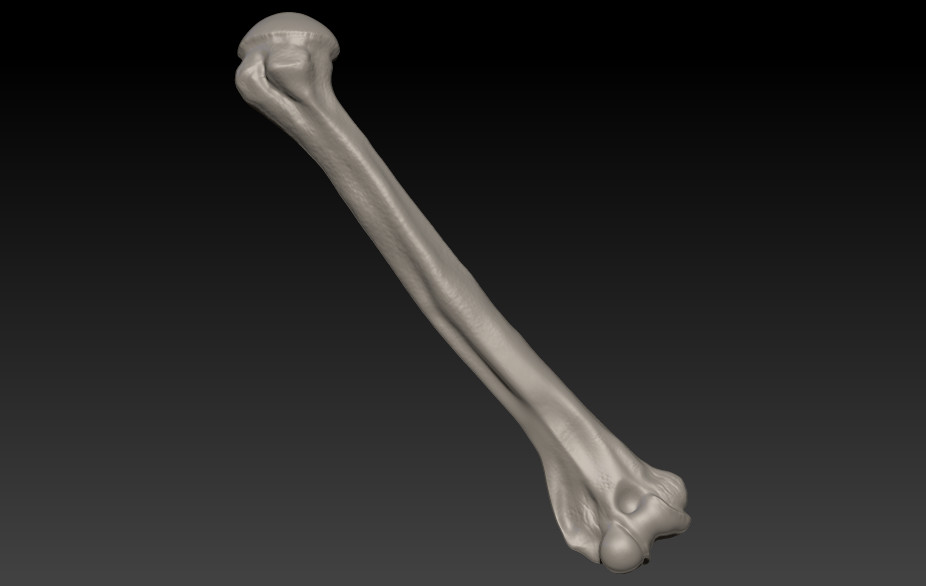 ArtStation - Human Bone