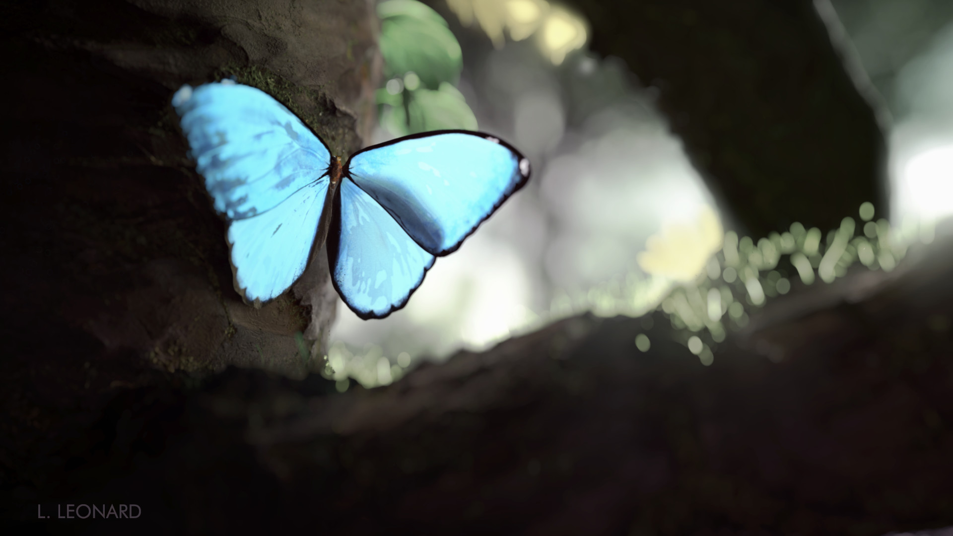 ArtStation - Morpho Blue