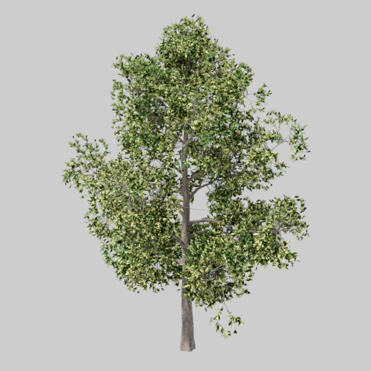 ArtStation - Beech Tree...
