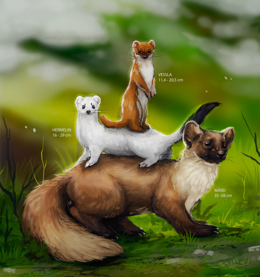 ArtStation - Mustelidae size comparison, Julia Lundgren