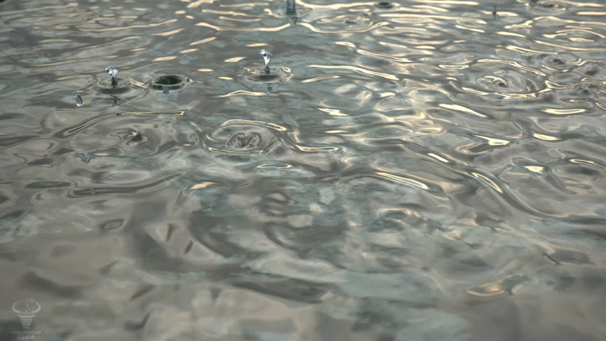 ArtStation - Looped Rain Phoenix FD