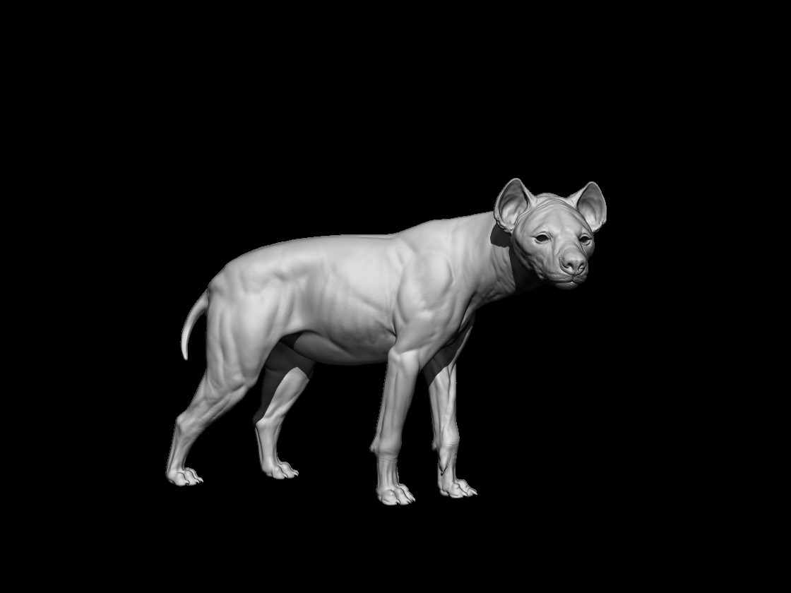 Aritz Basauri - spotted hyena