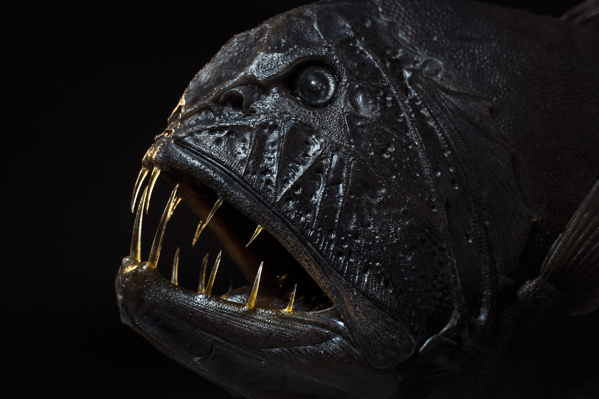 ArtStation - Anoplogaster cornuta model