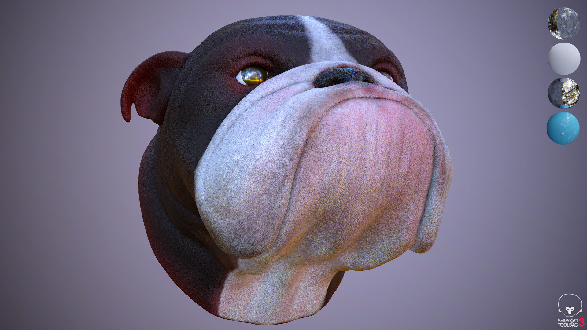 ArtStation - Bulldog - Study dog