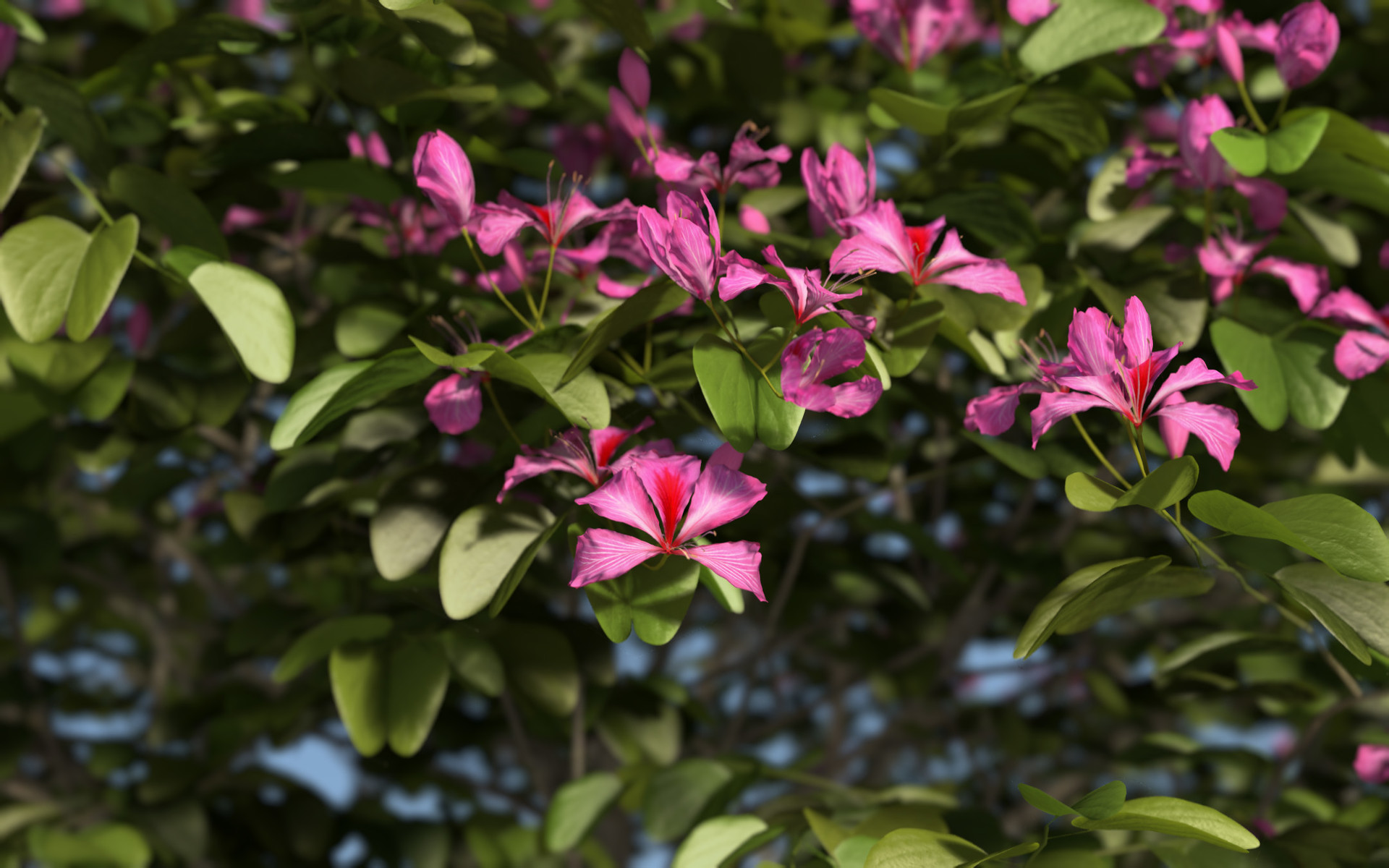ArtStation - Bauhinia blakeana (Hong Kong orchid tree) close up on flowers