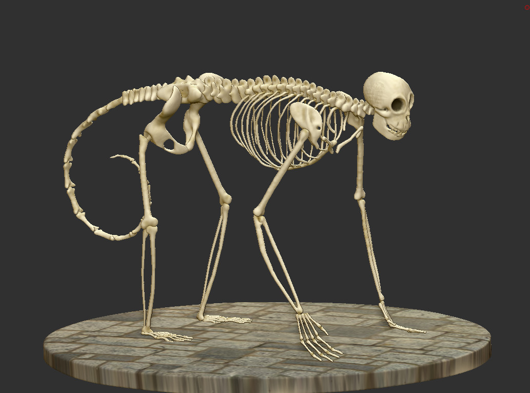 spider monkey skull drawing