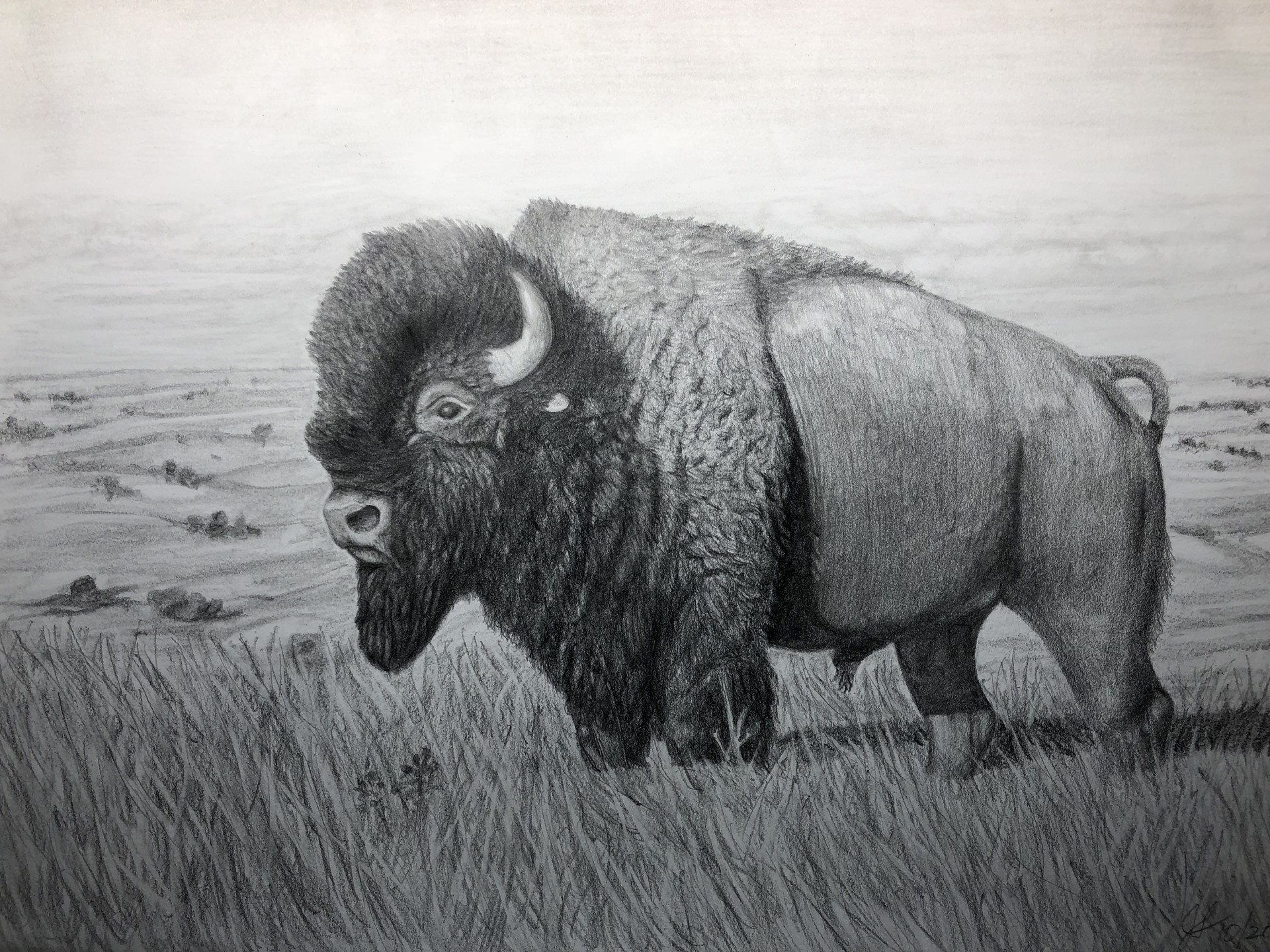 ArtStation - Pencil study of buffalo