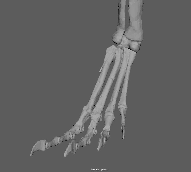 Huy Ngo - Tawa Hallae Dinosaur Leg Restoration