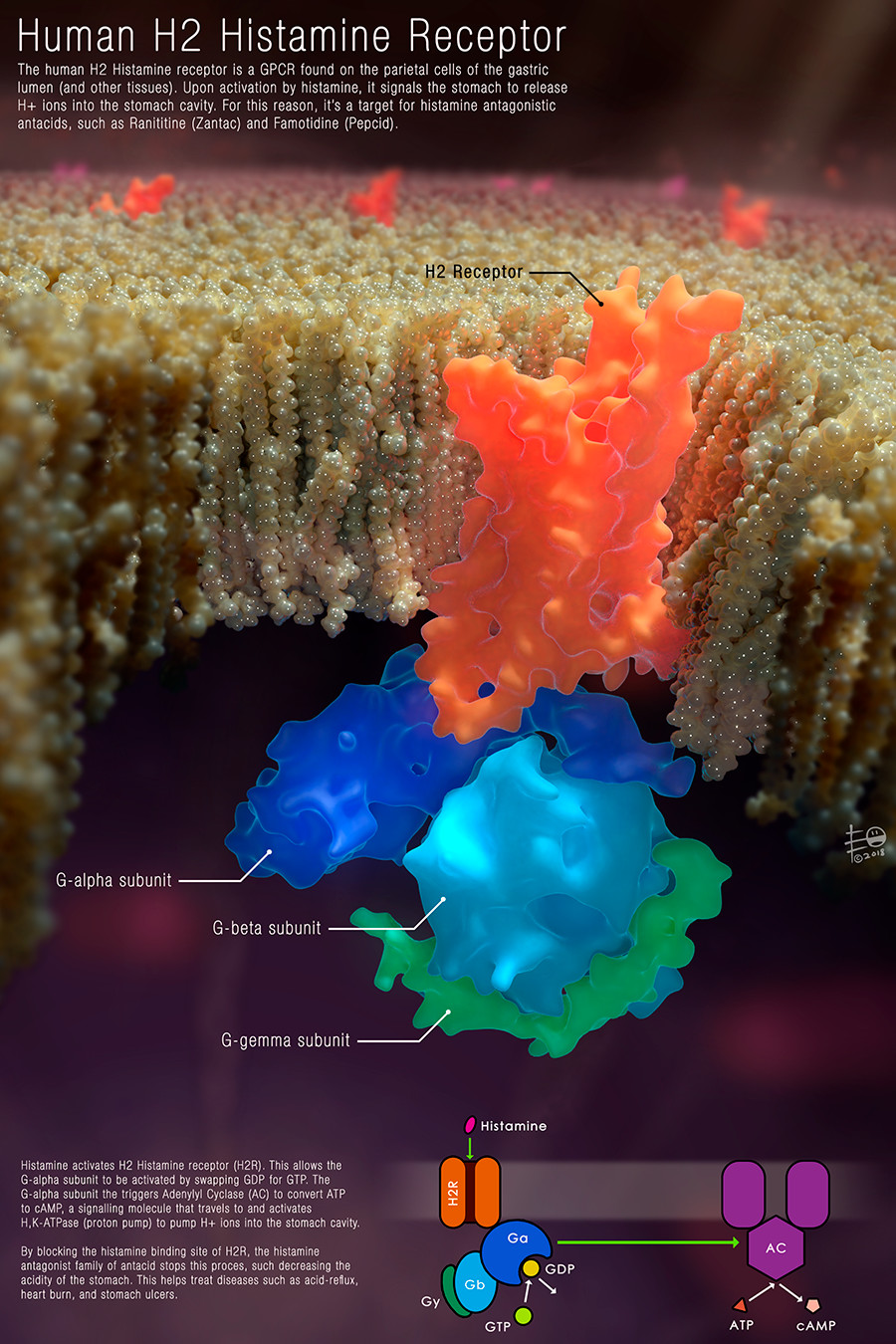 Amuscaria Arts - Science and Medical Illustrations
