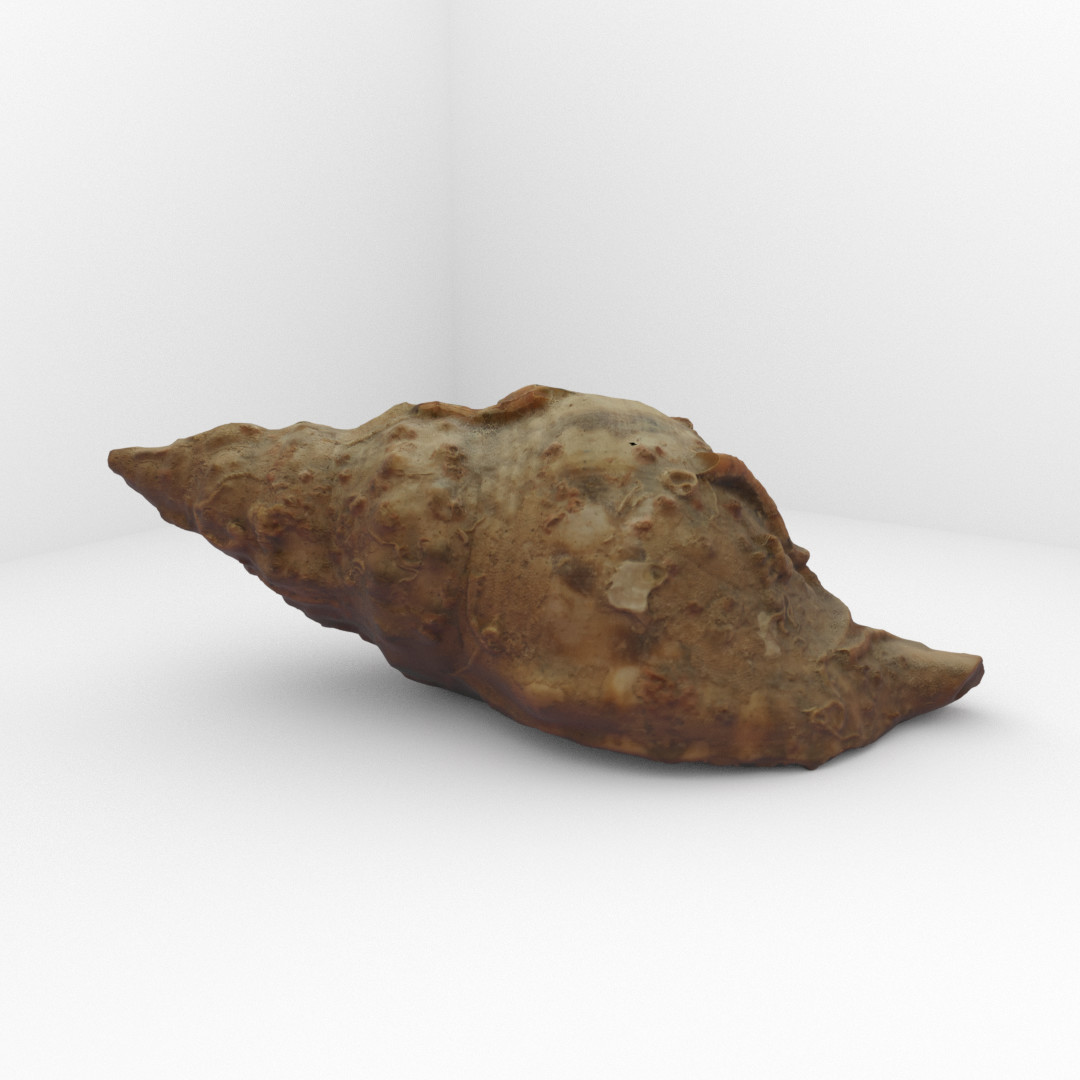 ArtStation - Conch Shell (3D Scan)