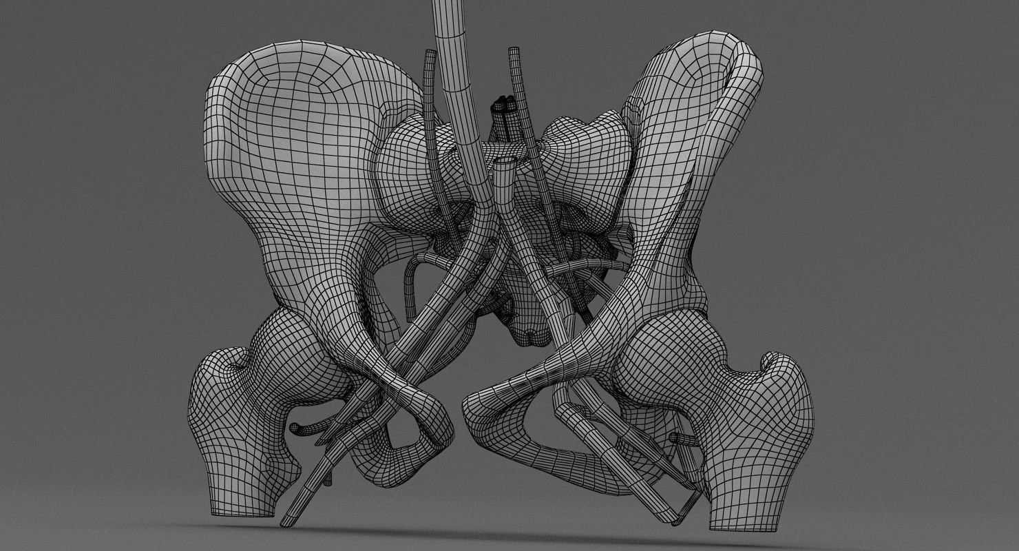 Dean Kezan - Female Pelvis - Human Anatomy 3D Model