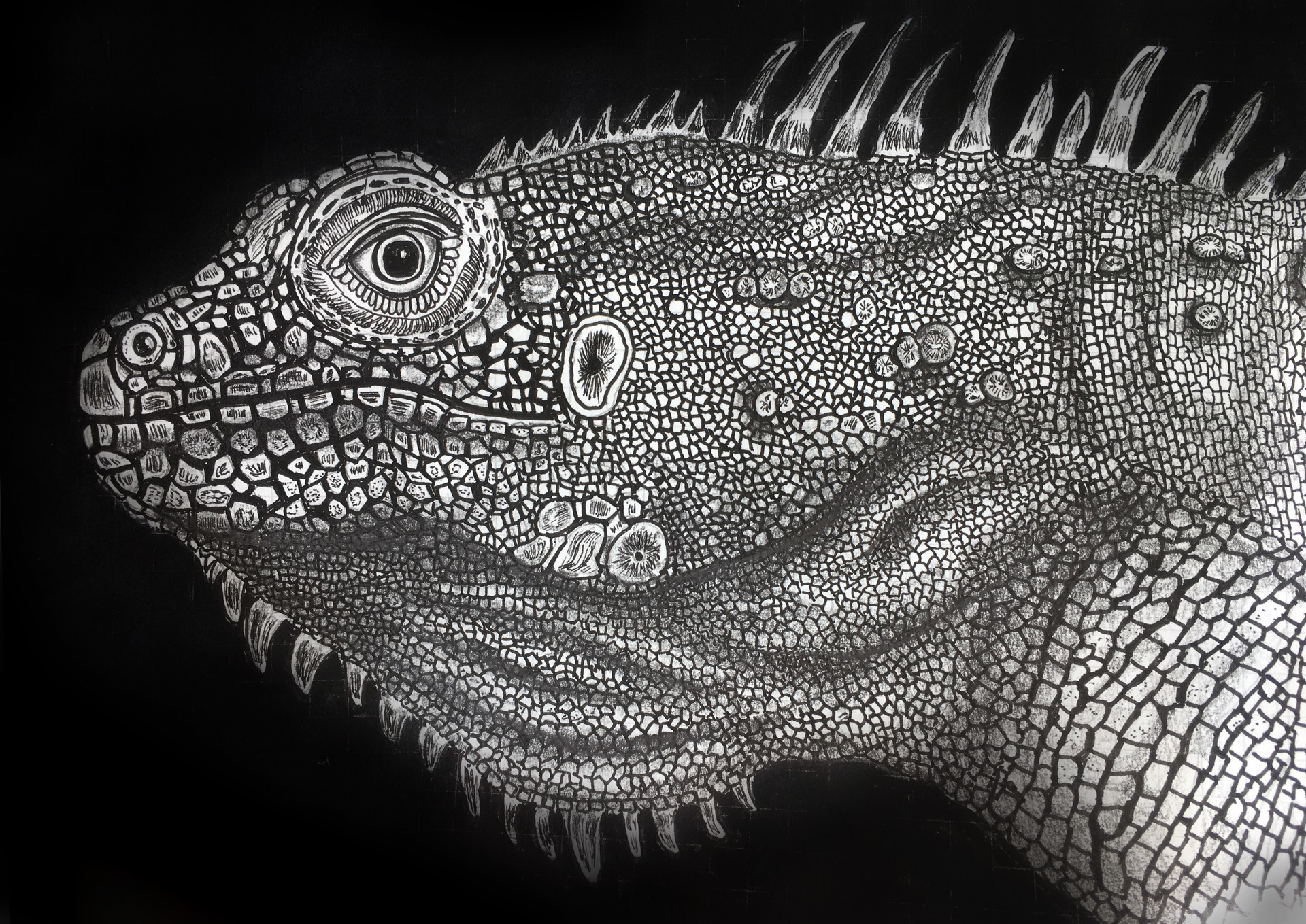 ArtStation - Iguana Pen and Ink Drawing