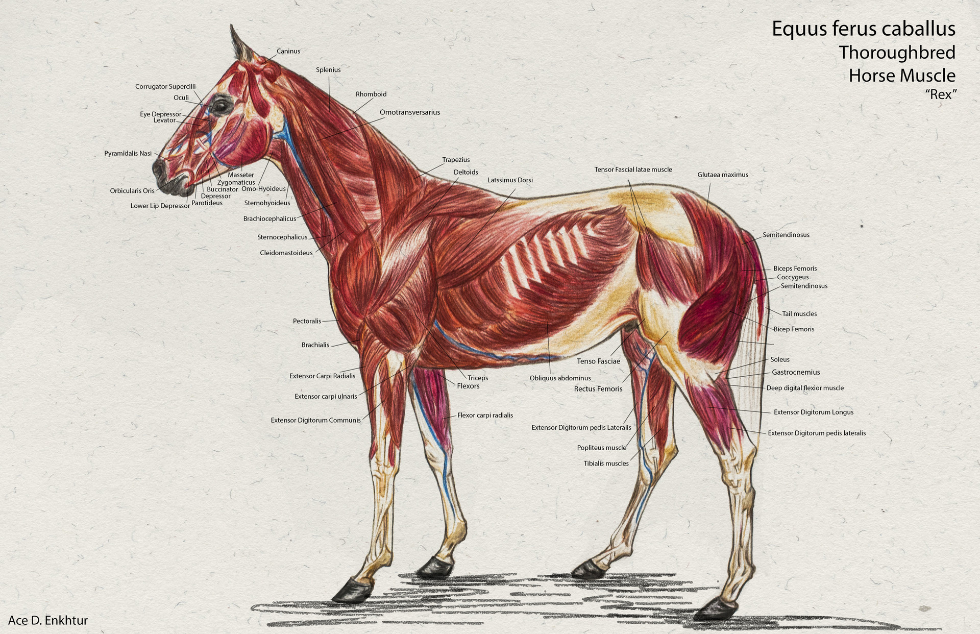 Ace Enkhtur - Animal Anatomy