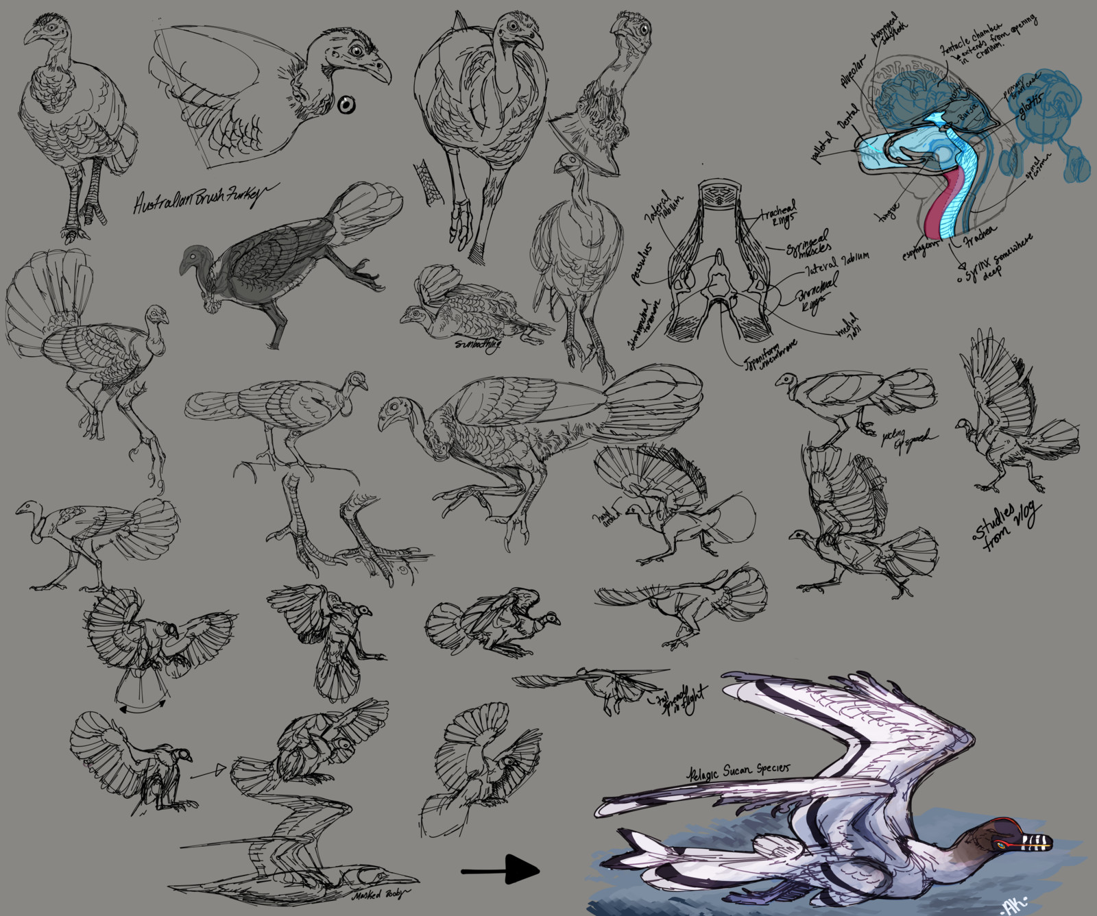 Avian-King (NO NFTS/AI) - Brush turkeys and pectinate claws