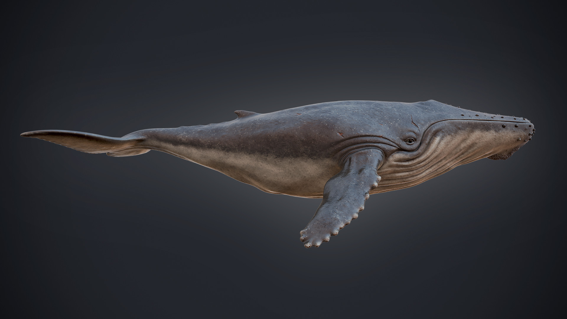 ArtStation - Whale