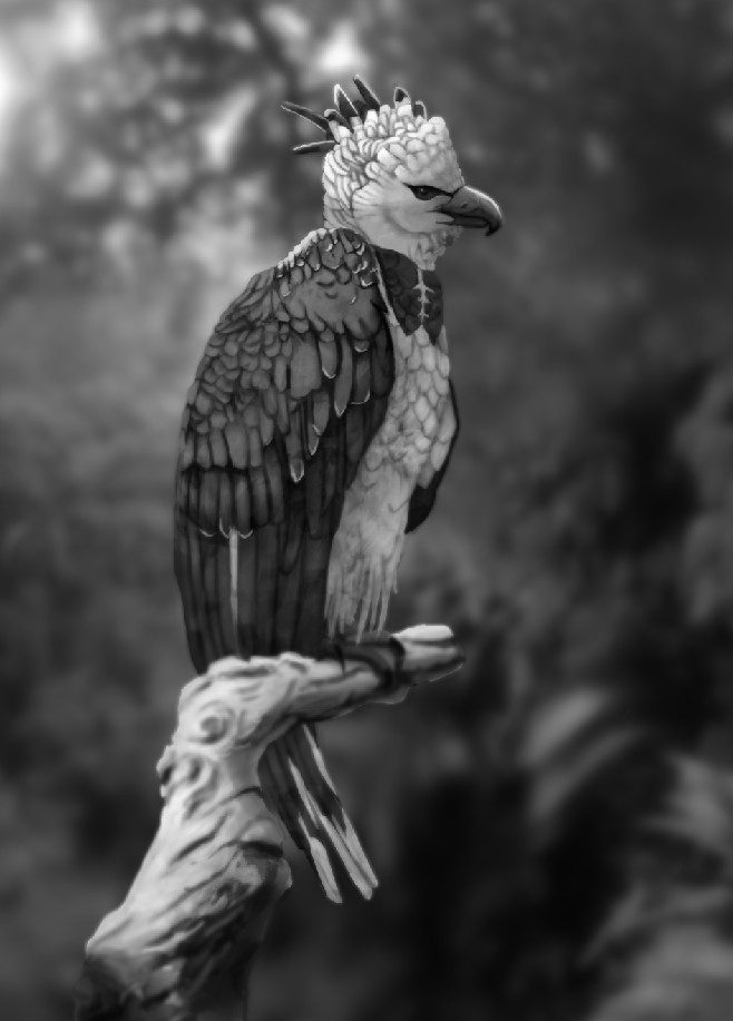 harpy eagle wallpaper