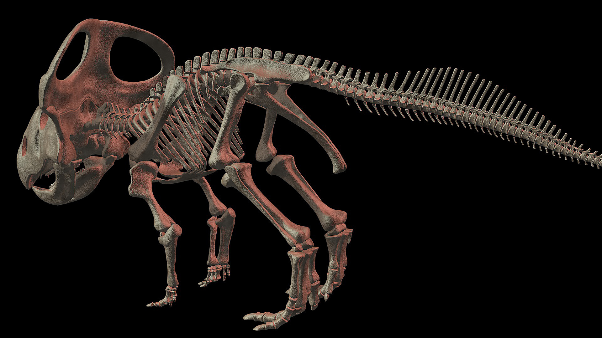 Protoceratops Skeleton