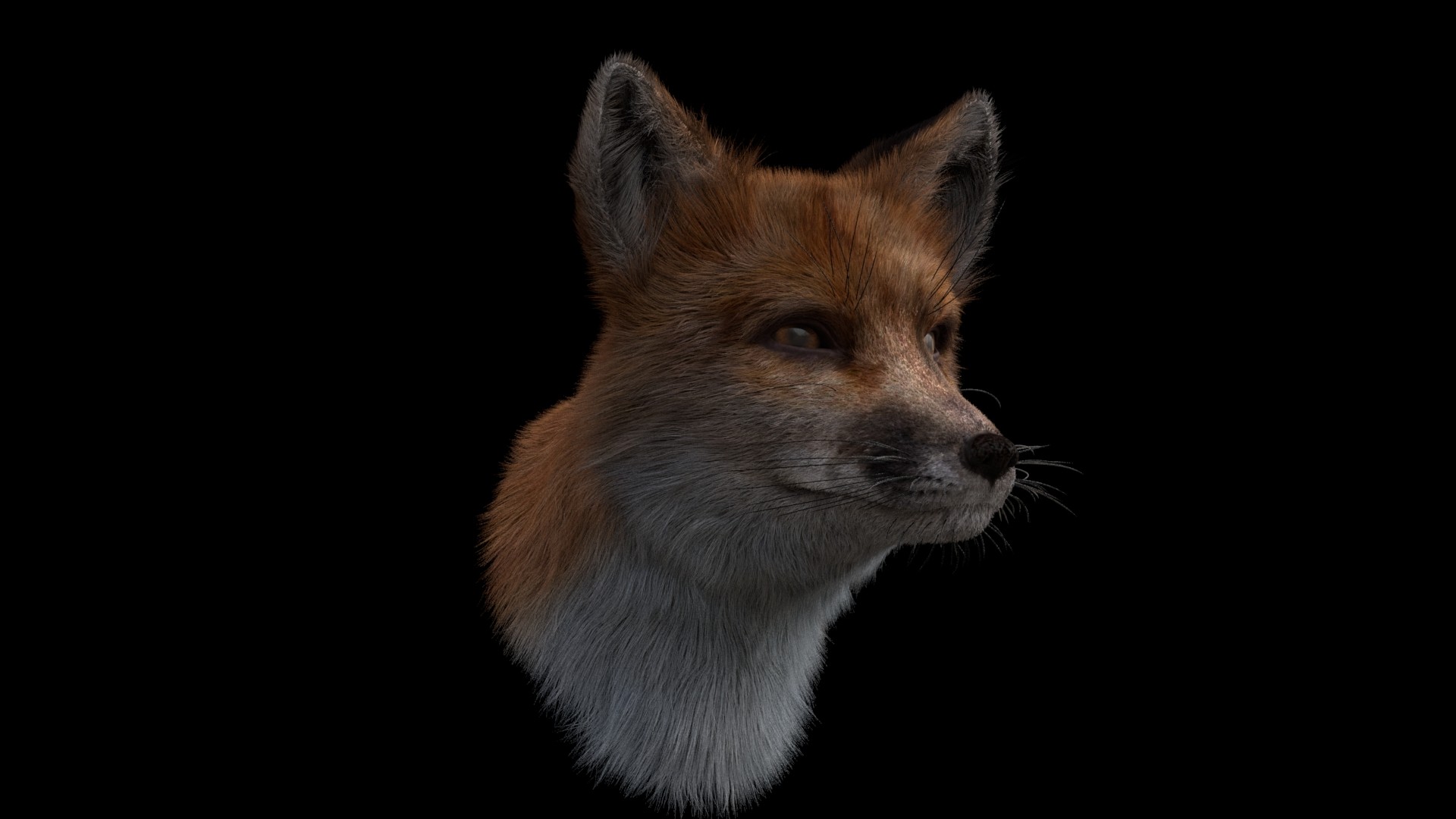 Arjun Chandrakant Sawant - Fox Head - Yeti Fur Grooming Study