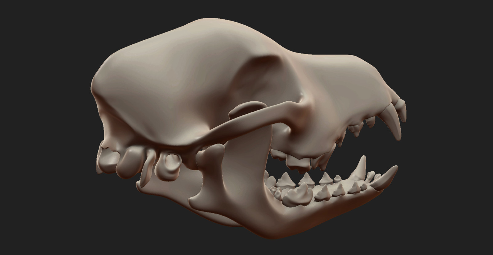 Inês Carrilho - Dog Skull - Orthographic View